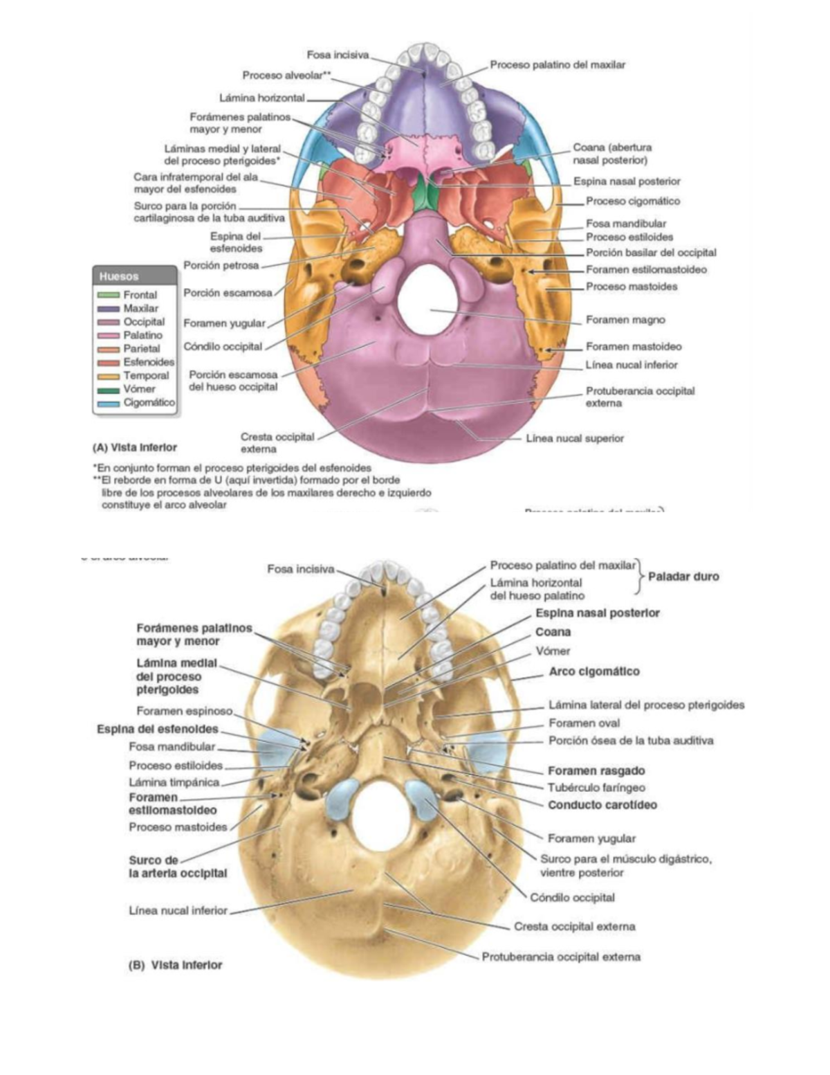 Forámenes del craneo - Anatomía - Studocu