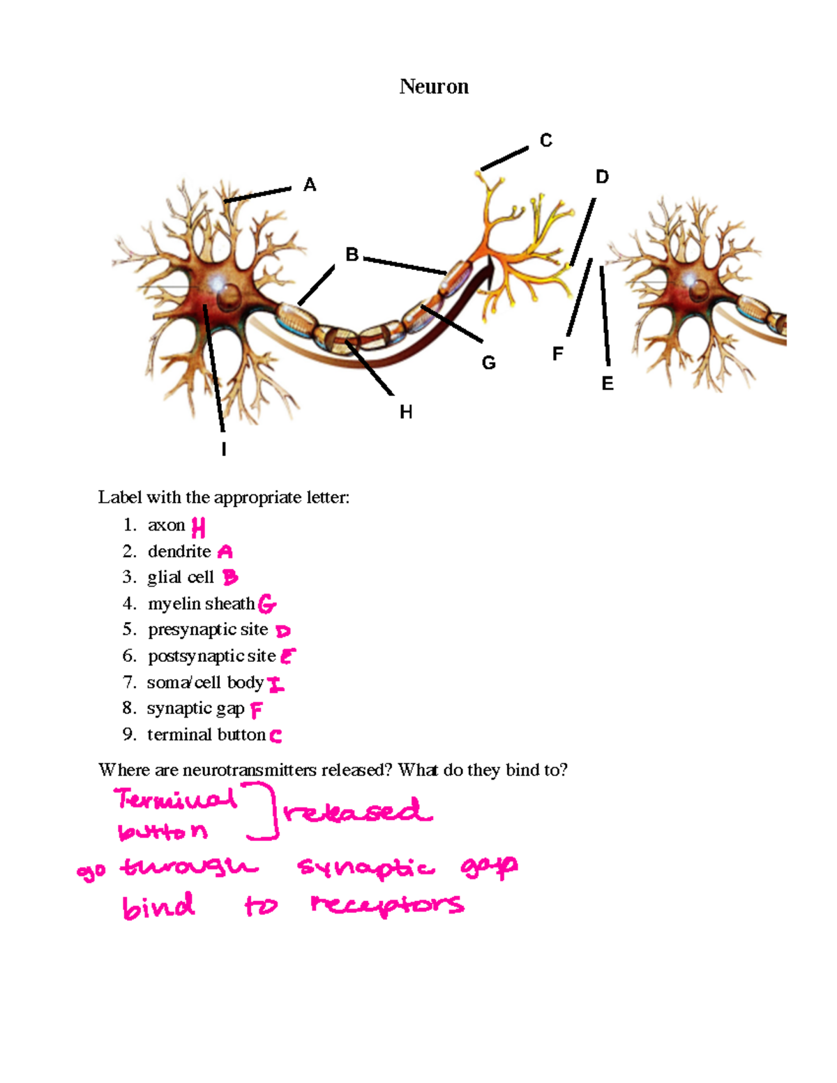 NH 3Neuro Review 2 - Neuron ####### Label with the appropriate letter ...