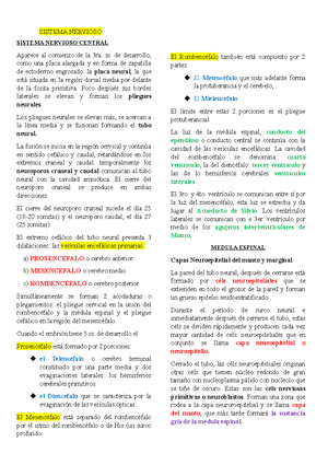 Región Esternal - resumen de esa region - Anatomía Topográfica - REGIÓN ...