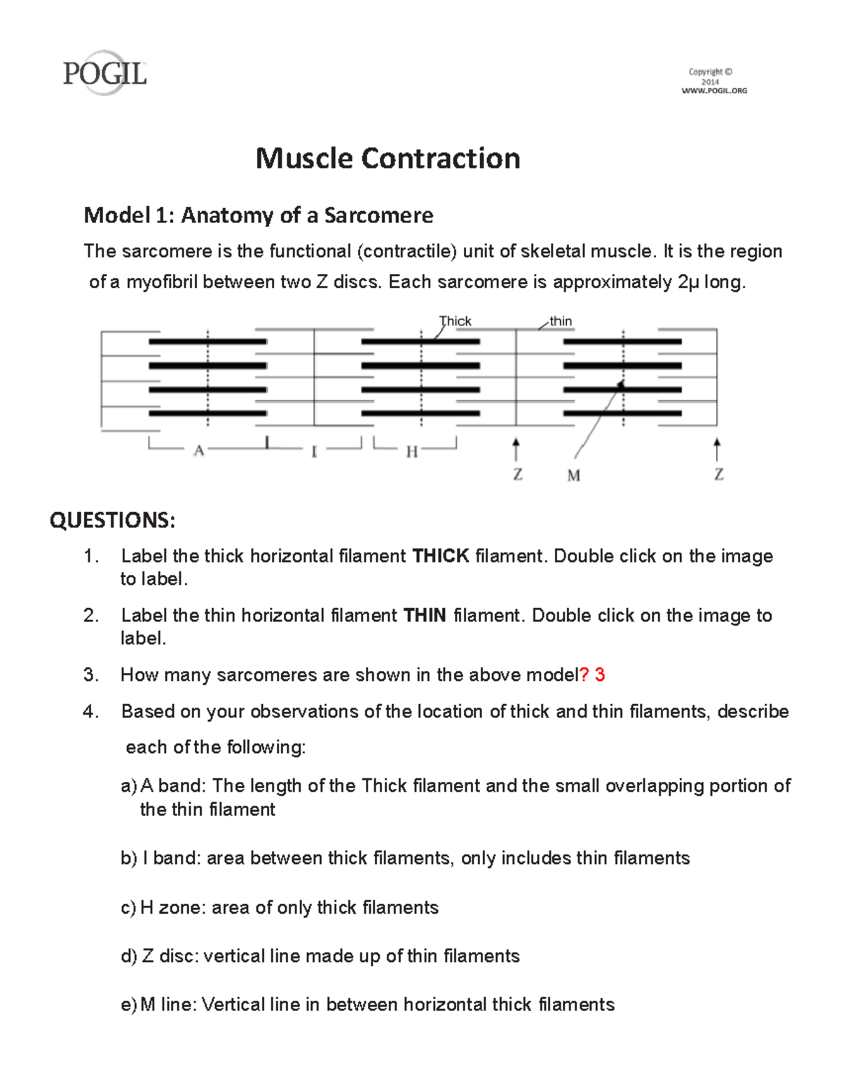 Copy of Pogil muscle contraction - Muscle Contraction Model 1: Anatomy ...