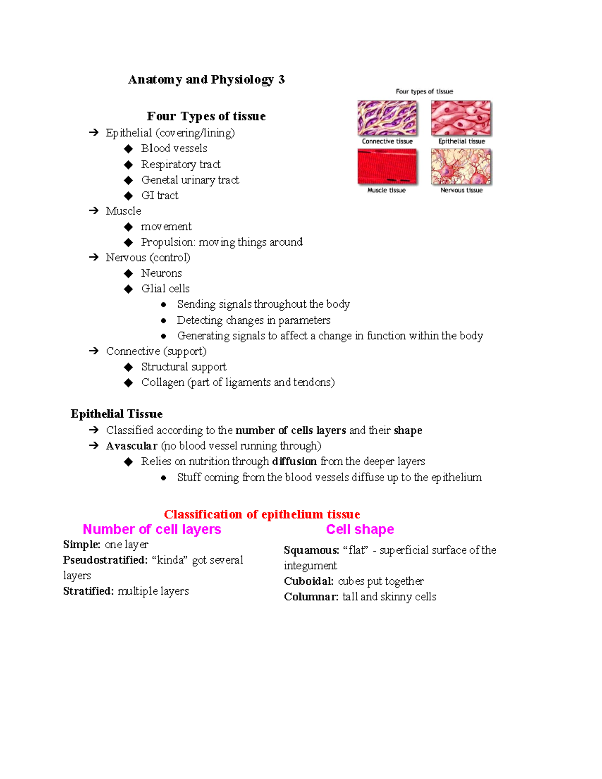 Skin Anatomy - Skin - dermis + epidermis, etc - Anatomy and Physiology ...