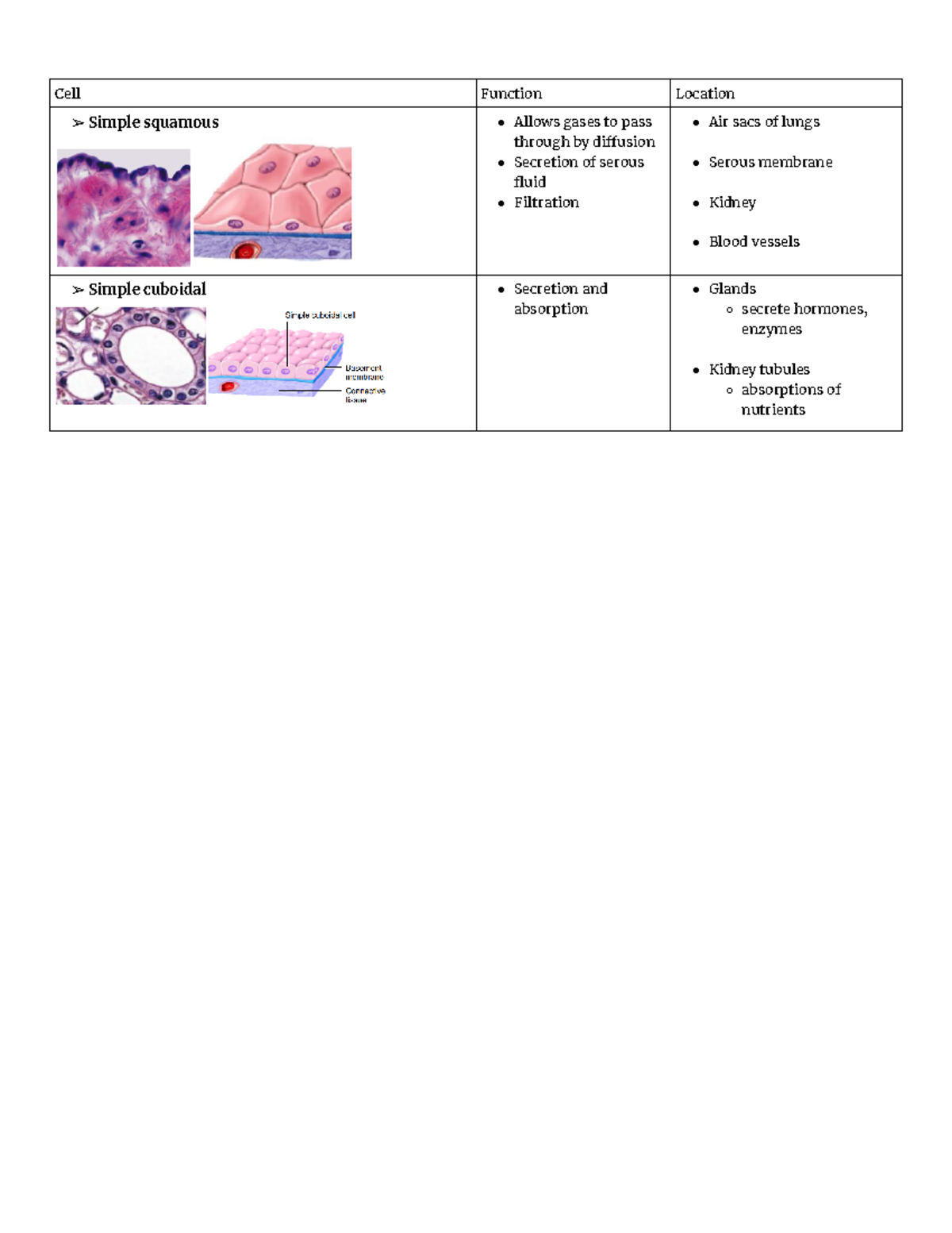 Epithelium Tissue Types Table - Cell Function Location Simple squamous ...