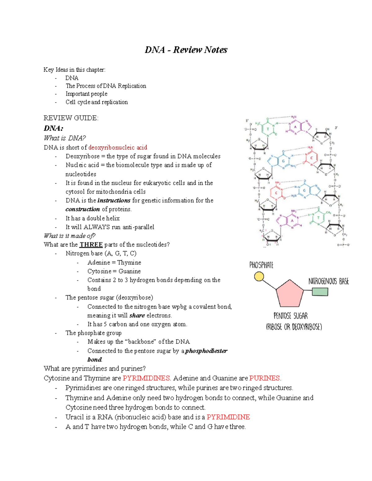 DNA Study Guide for High School Honors Bio - DNA - Review Notes ...