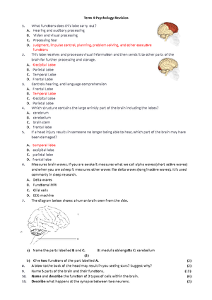4. The teenage brain - The teenage brain Adolescence triggers brain ...