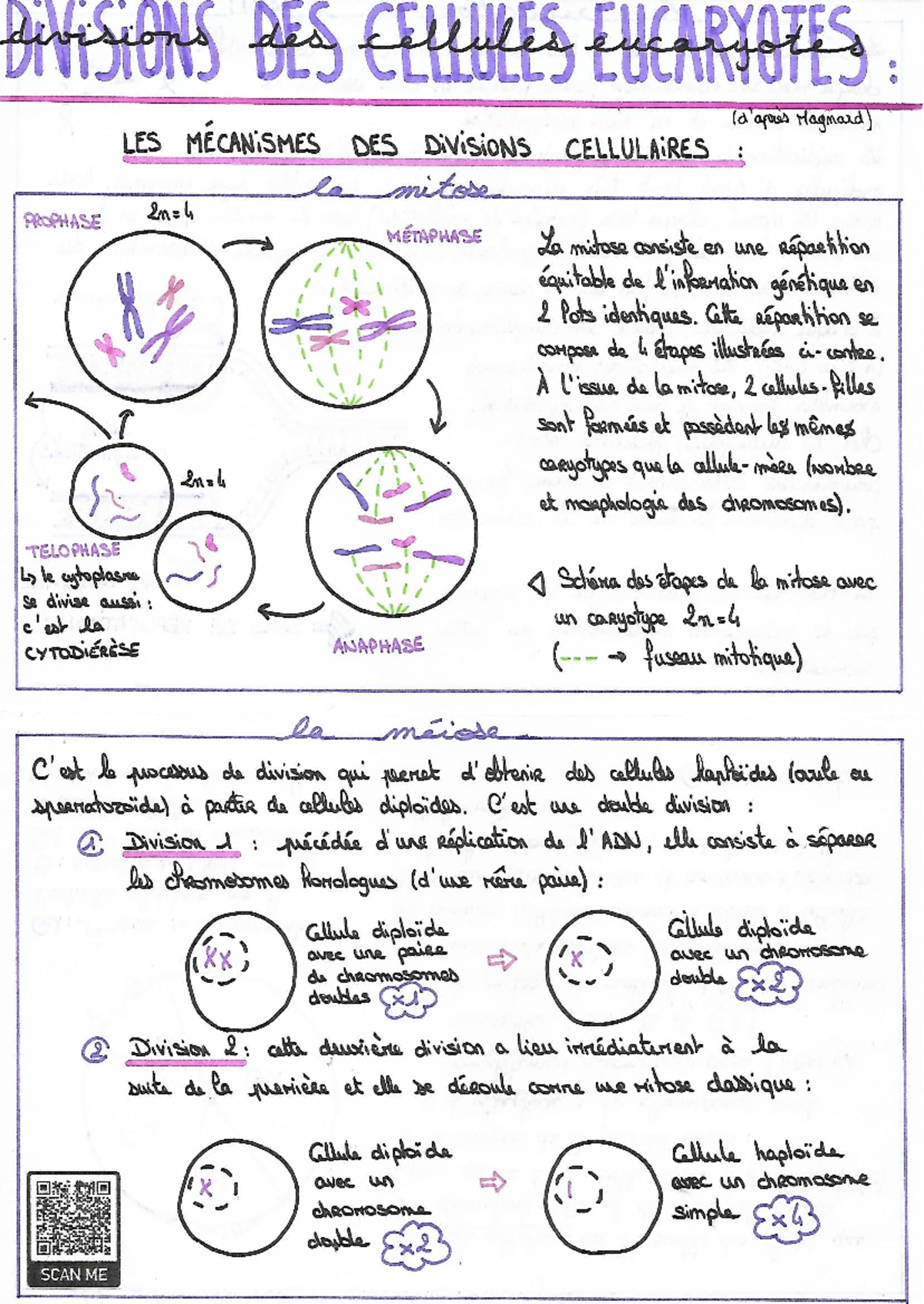 1 - Divisions des cellules eucaryotes - Sciences de la vie et de la ...