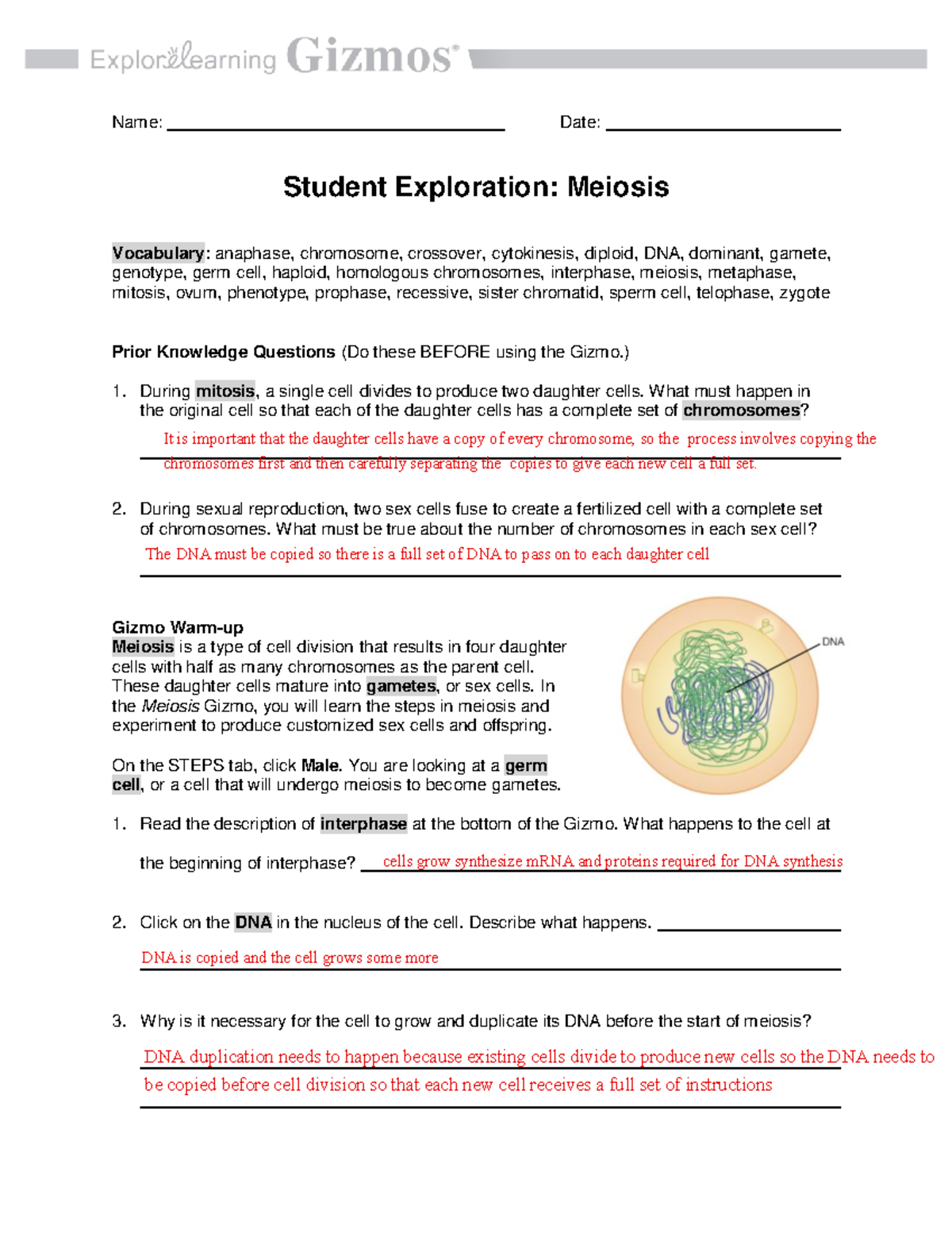 Meiosis Virtual Lab Gizmo ffiiwkiwirwrpwkop - Name: Date: Student ...