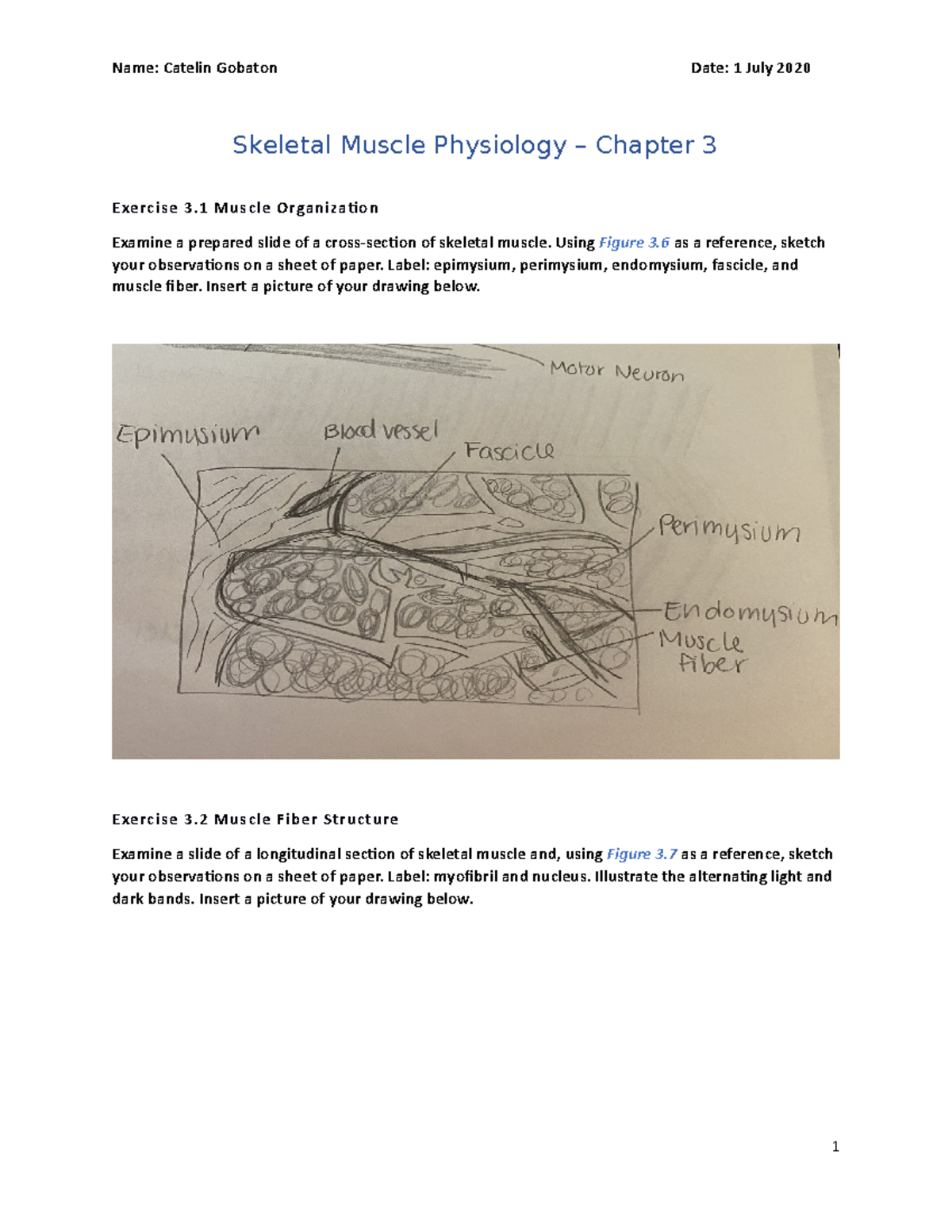 Skeletal Muscle Lab - Skeletal Muscle Physiology – Chapter 3 Exercise 3 ...