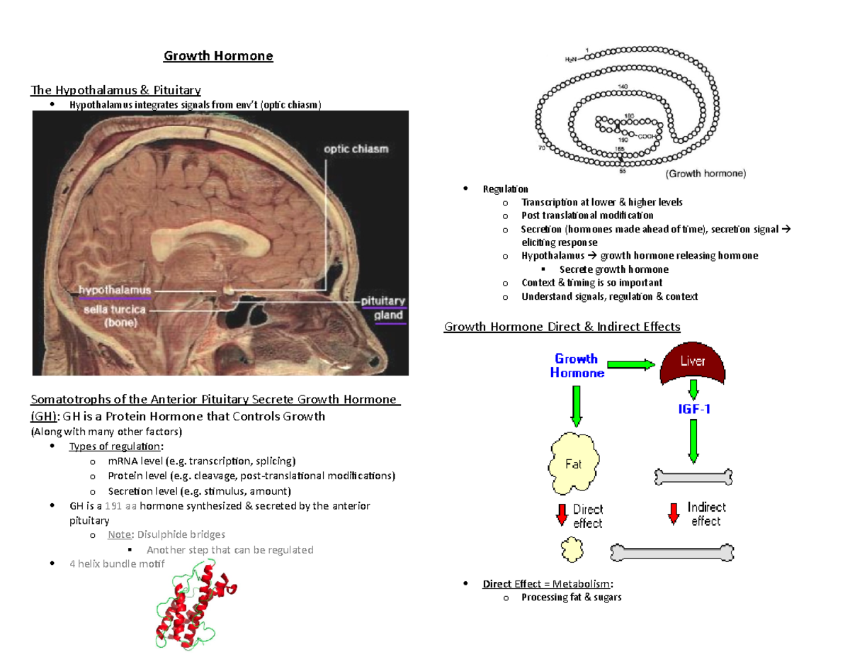 Growth Hormone - lecture notes - Growth Hormone The Hypothalamus ...