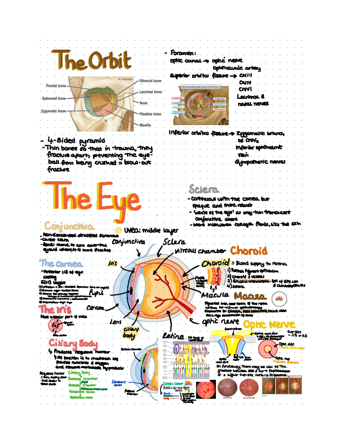 Anatomy of the eye - Studocu