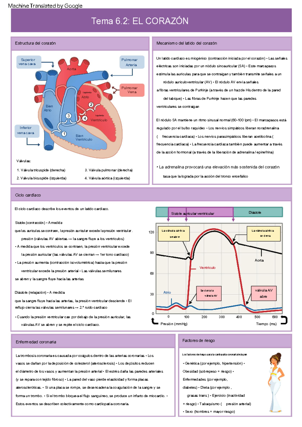 6.2 The Heart - Bioninja Traducido - Válvula bicúspide (izquierda) La ...