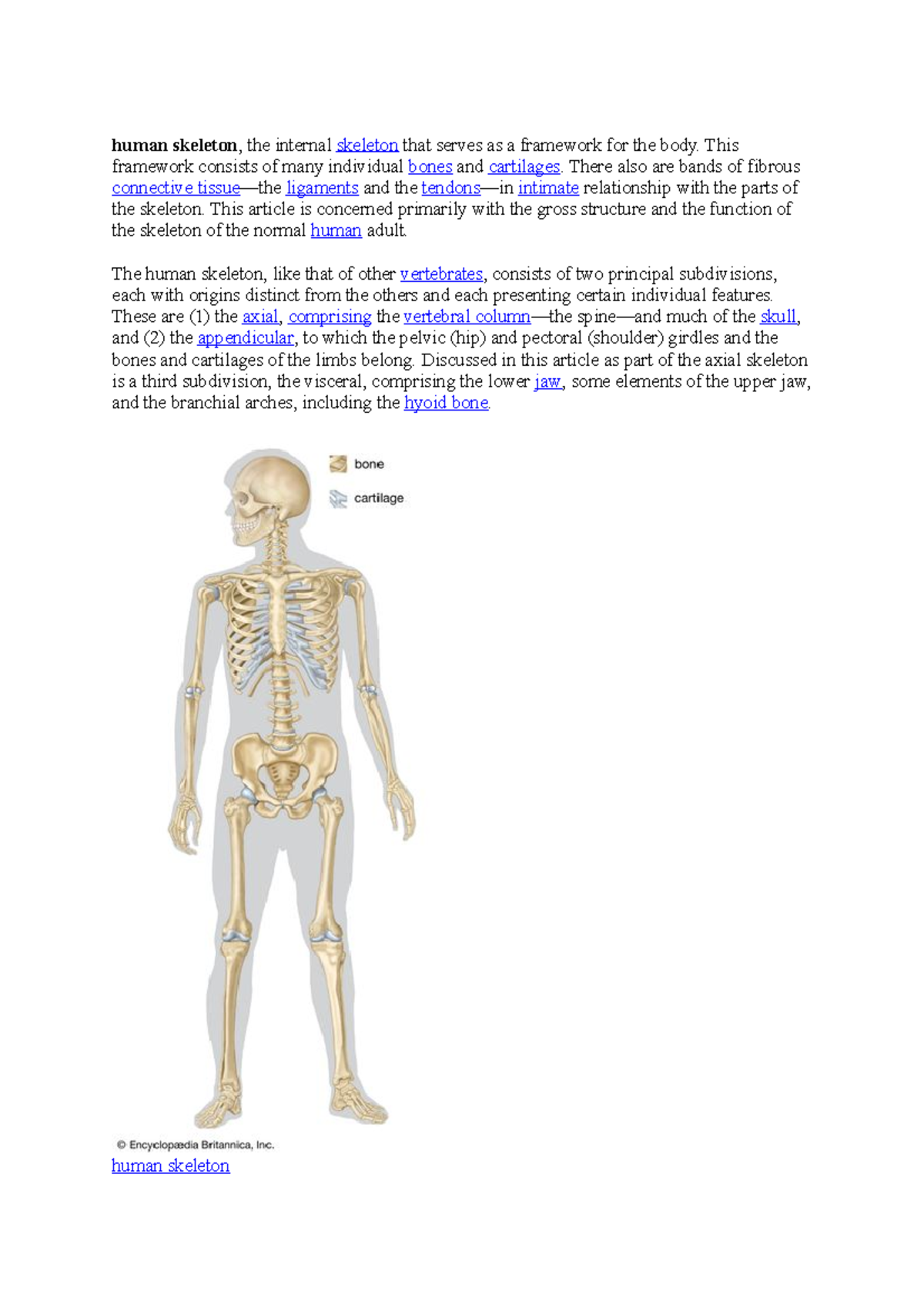 Human skeleton - human skeleton, the internal skeleton that serves as a ...