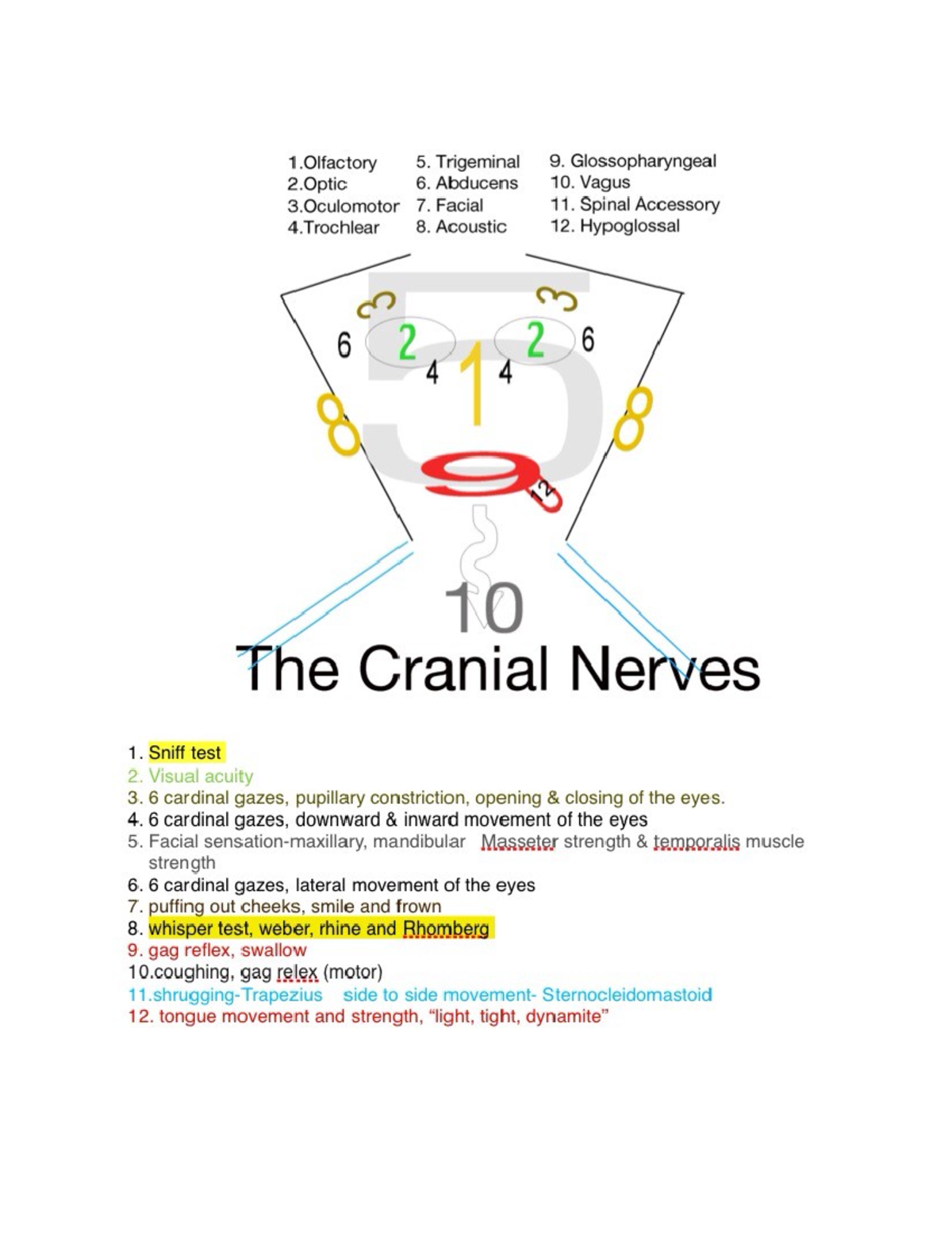 Cranial nerves assessment made easy - 5009 - Studocu