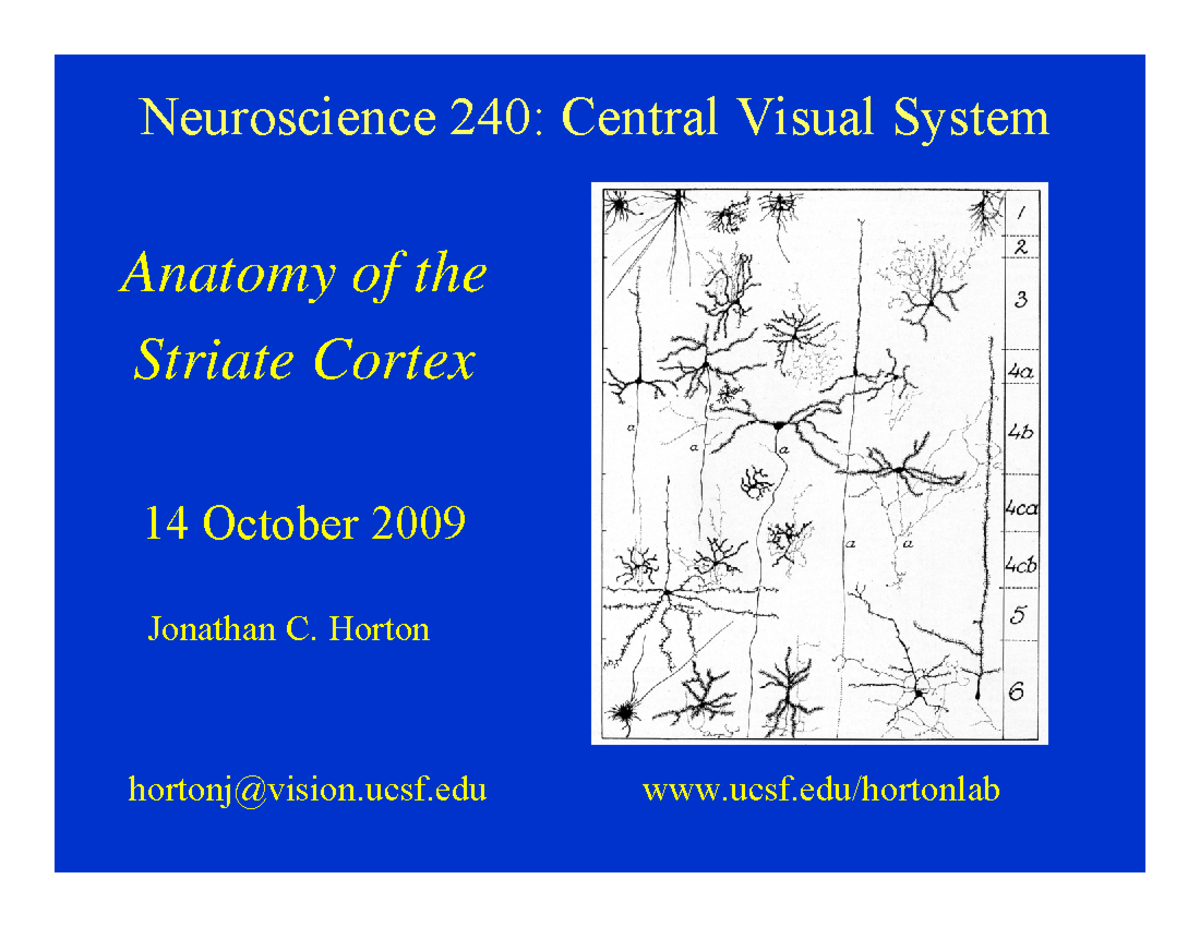 Neuroscience 240 Central Visual System 4 - Neuroscience 240: Central ...