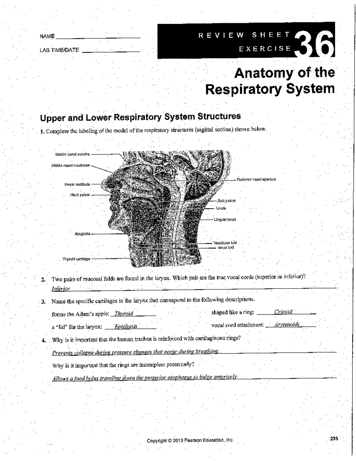 #2 Key - The Anatomy of the Respiratory System - NAME LAB TIME/DATE ...