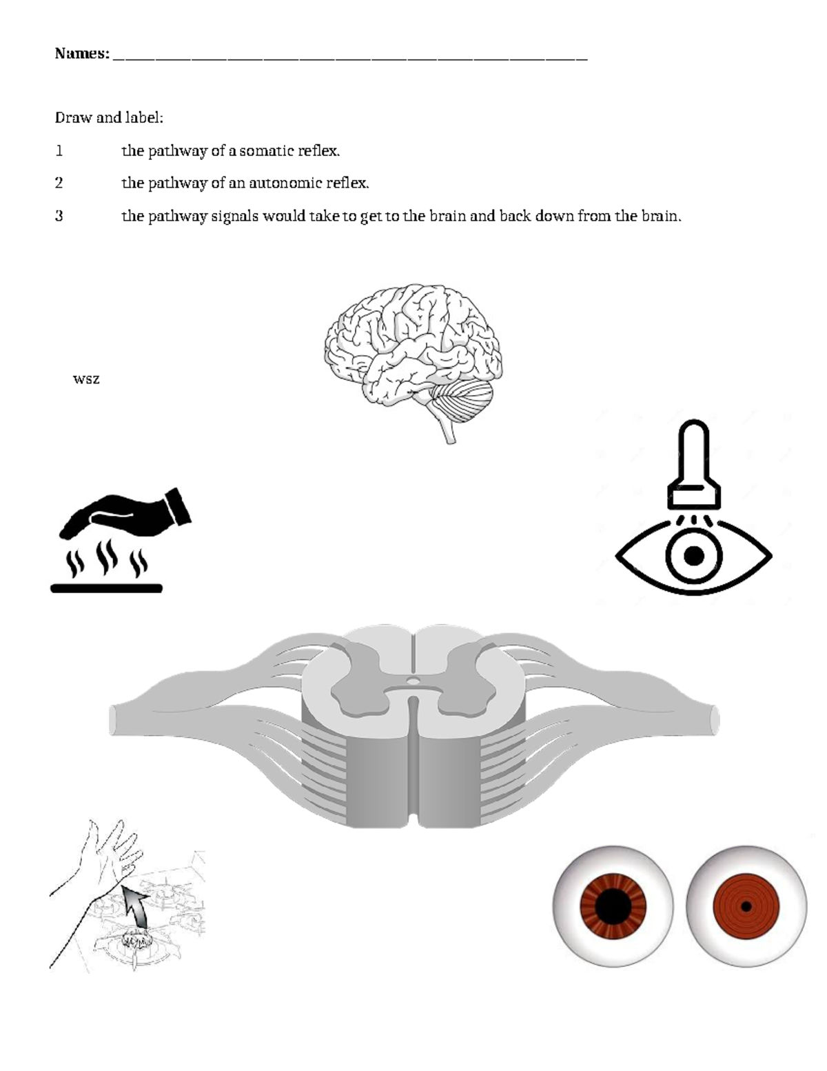 Spinal Cord Signal Flow Activity - BIOL 2457 - Names: - Studocu