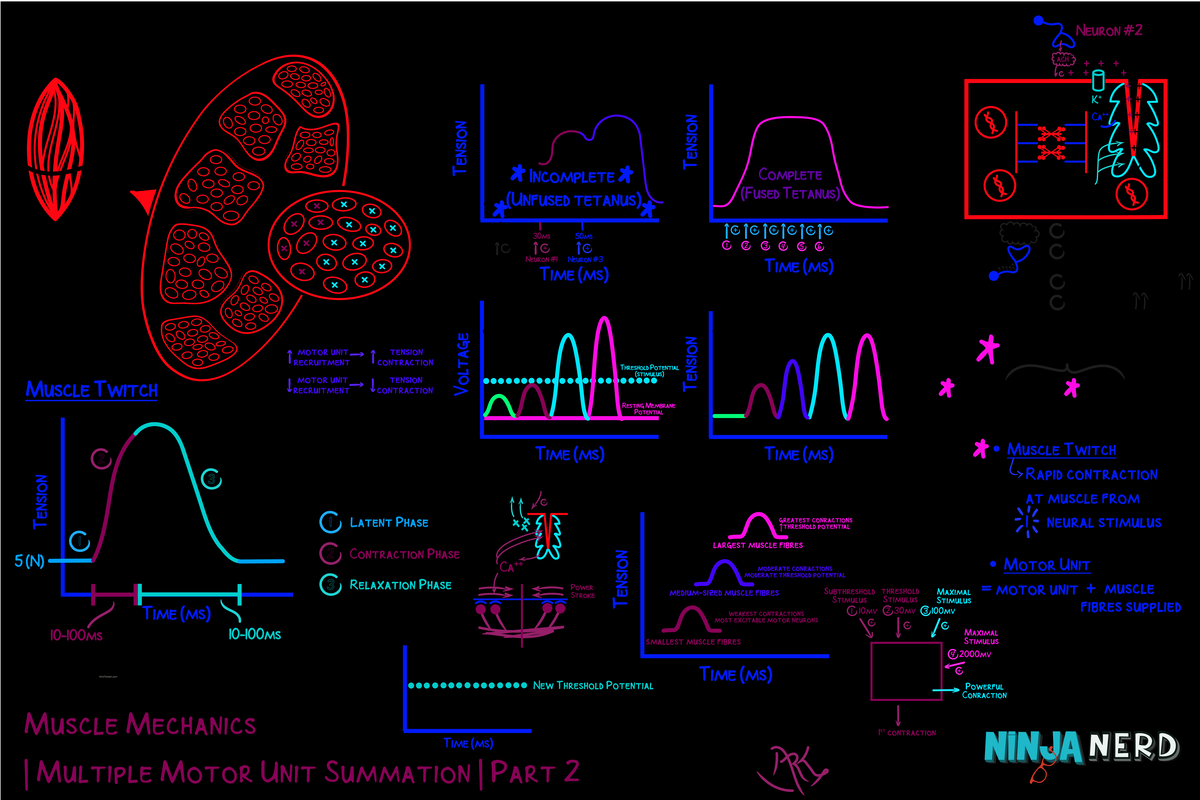 Muscle Mechanics Multiple Motor Unit Summation (1) atf - Frequency of ...