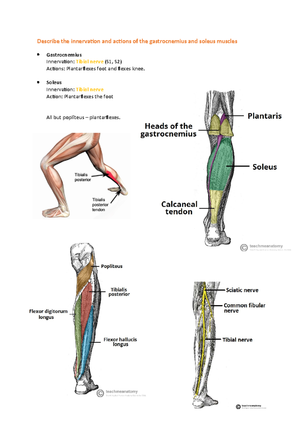 DR7 Lower limb - Describe the innervation and actions of the ...