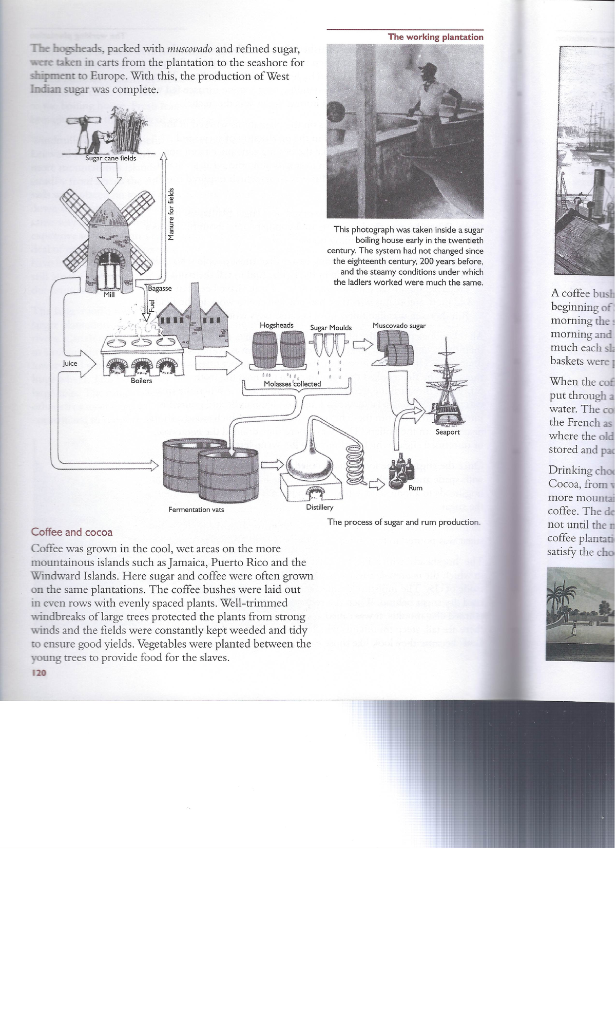 Process of sugar - CSEC HISTORY - The working plantation The hogsheads ...