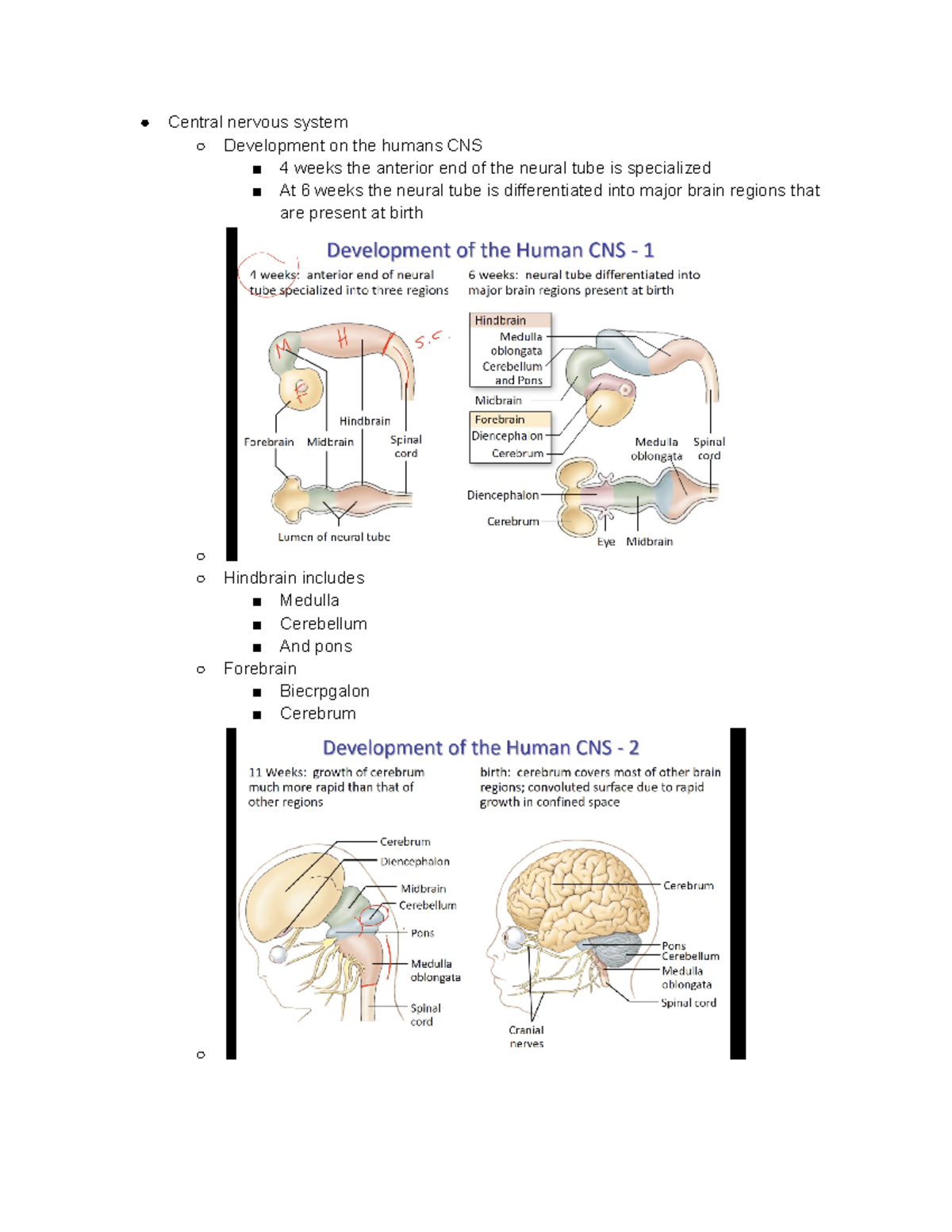 BIOL 373Central nervous system - Central nervous system Development on ...