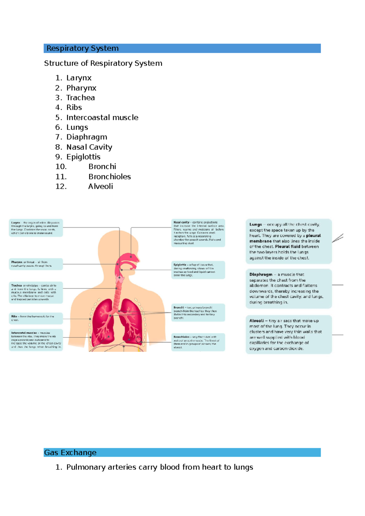 Respiratory Circulatory System - Respiratory System Structure of ...