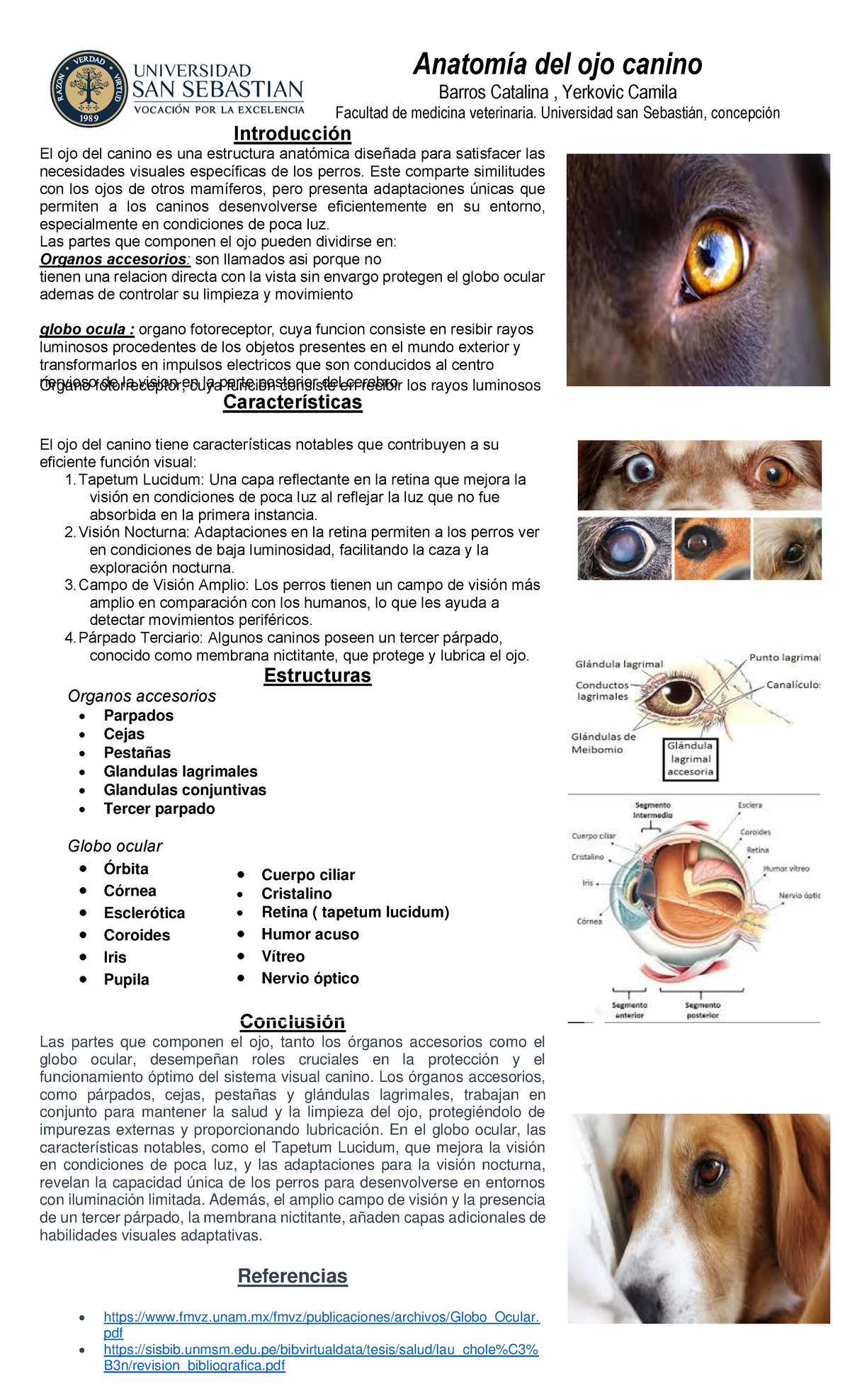 Anatomia ojo - Anatomía del ojo canino Barros Catalina , Yerkovic ...