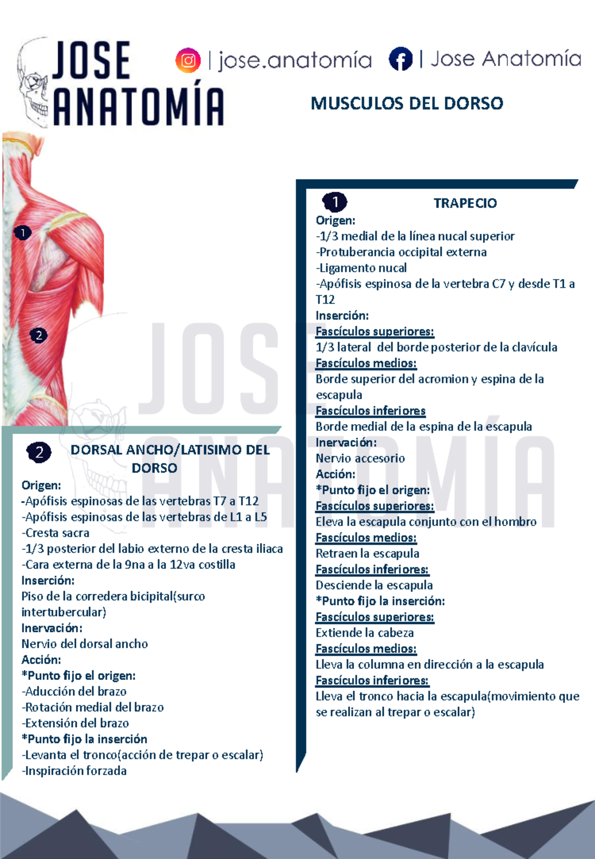 JOSE Anatomia- Semana 13 - TRAPECIO Origen: 1/3 medial de la línea ...