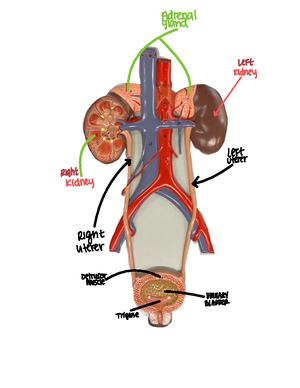 AP2 Lab11 Anatomy of Digestion SP21 - Lab 11: Anatomy of Digestion ...