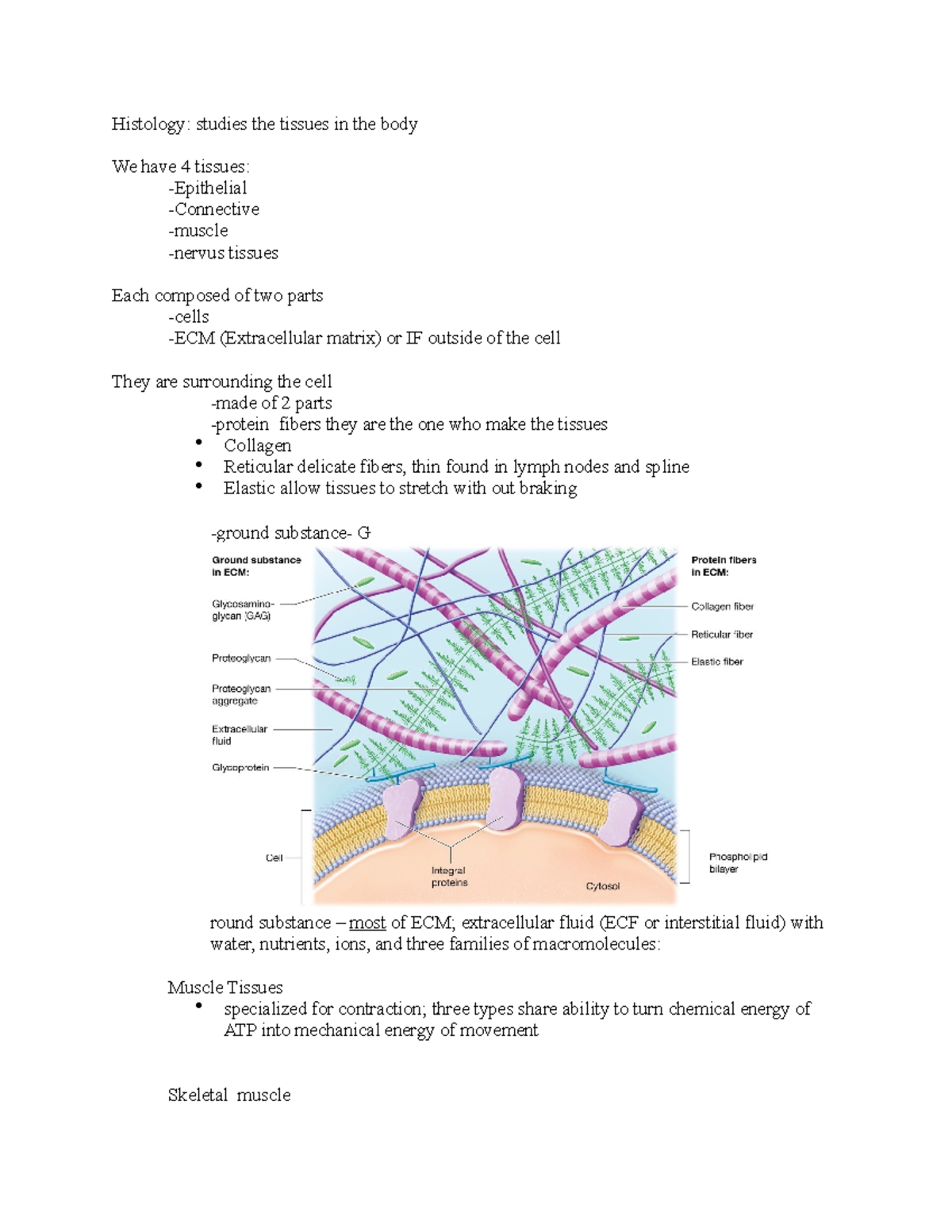Anatomy 142 Chapter 4 Histology - BIO 142 - NOVA - Studocu
