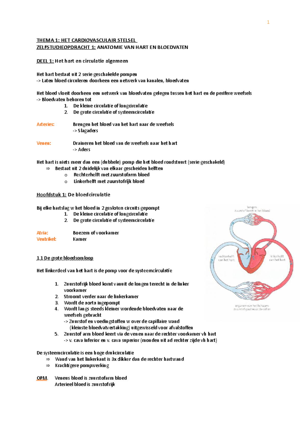 ZSO1-Antaomie van hart en bloedvaten - 1 THEMA 1: HET CARDIOVASCULAIR STELSEL ZELFSTUDIEOPDRACHT ...