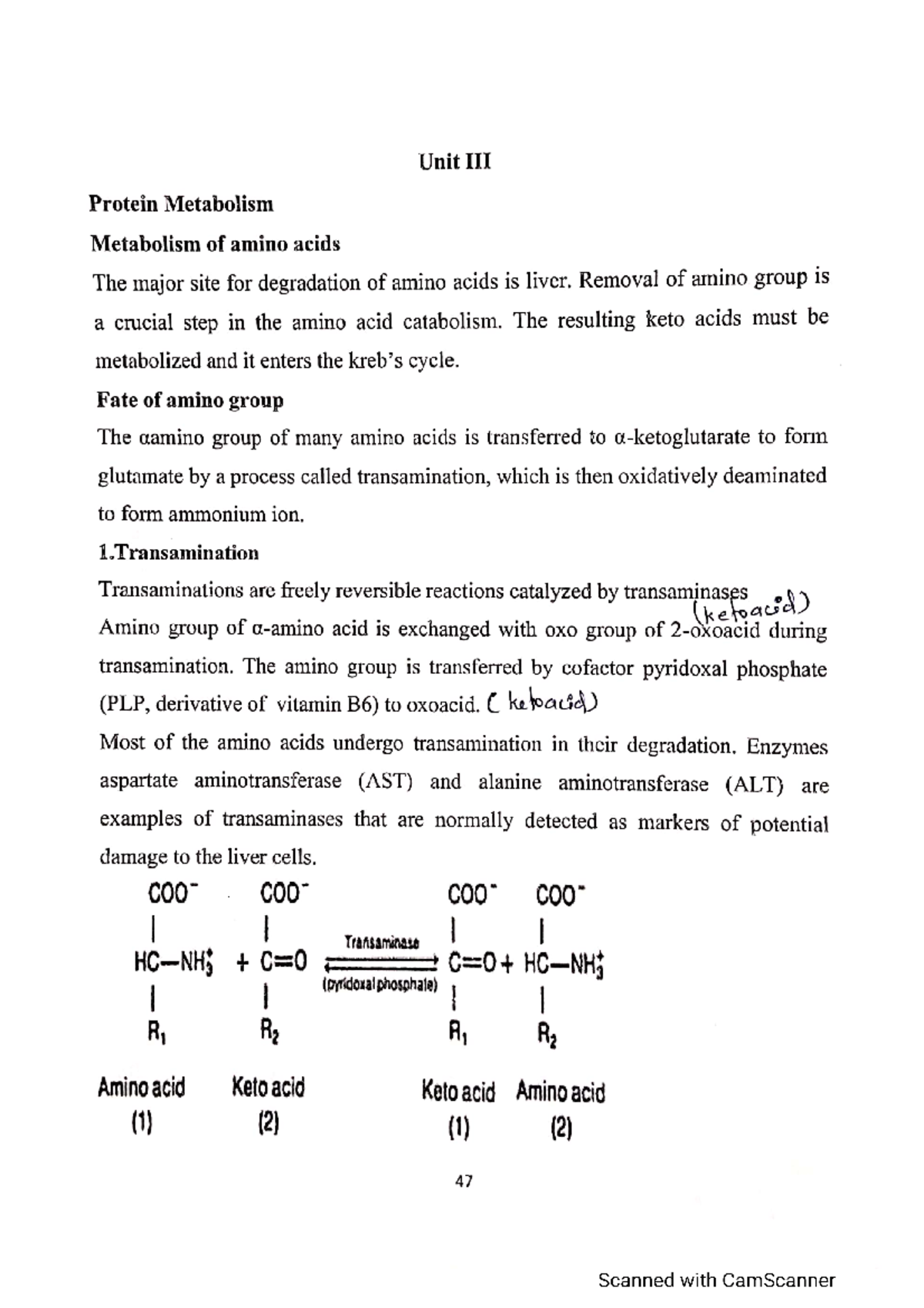 Protein metabolism biochem - Biochemistry - Studocu