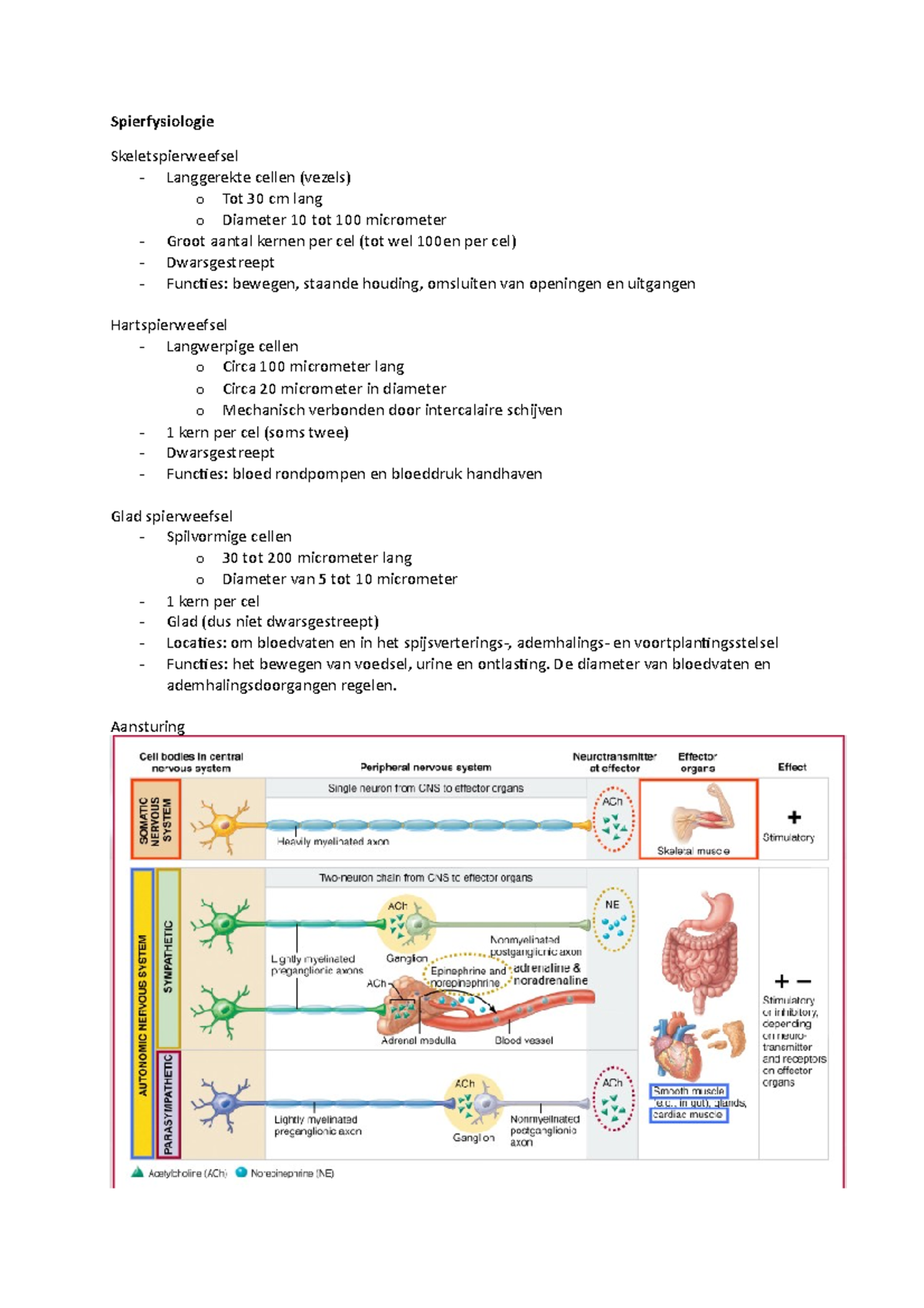 Aantekeningen college spierfysiologie - Spierfysiologie ...