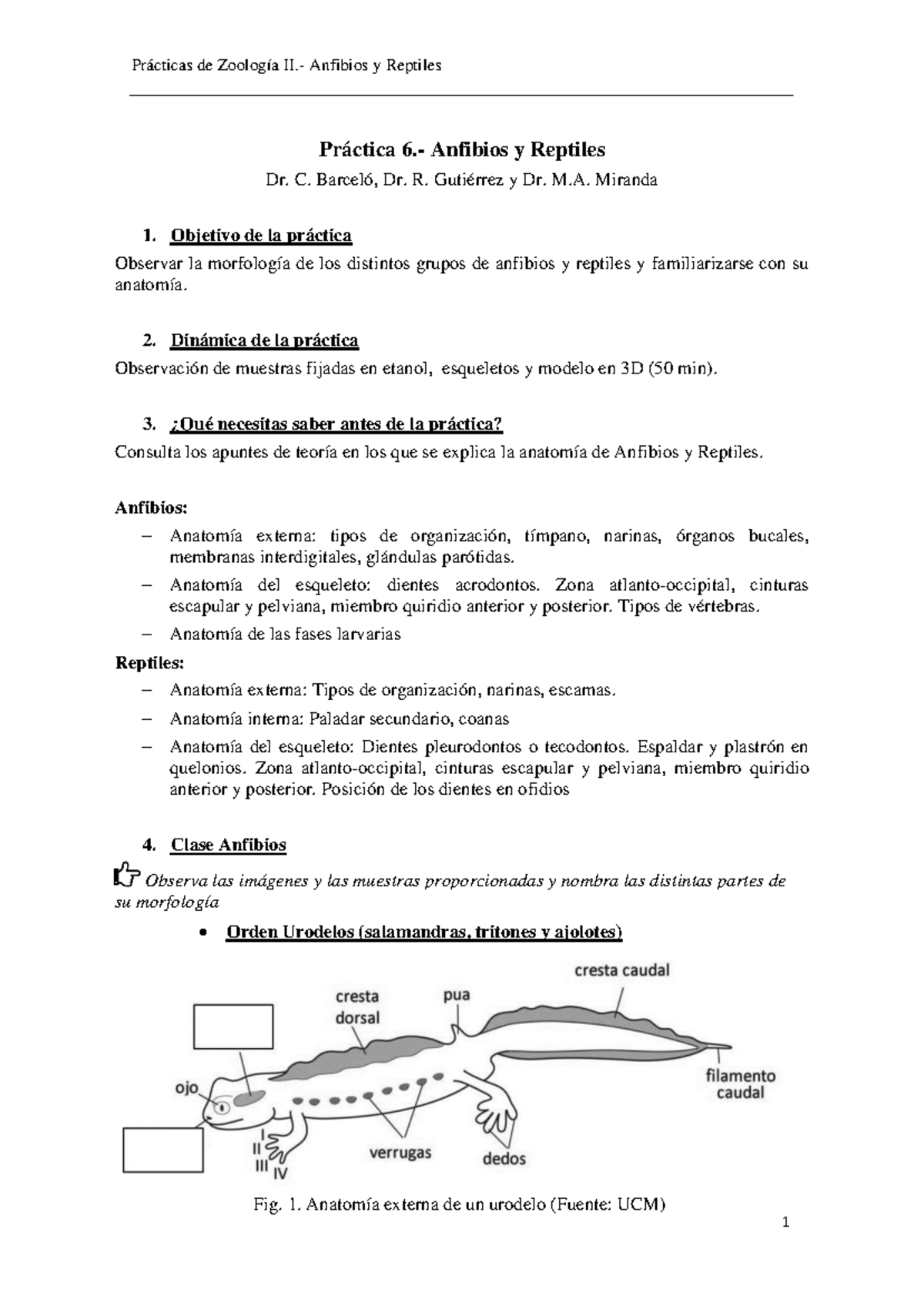 Practica 6.- Anfibios y Reptiles 2020 - Práctica 6.- Anfibios y ...