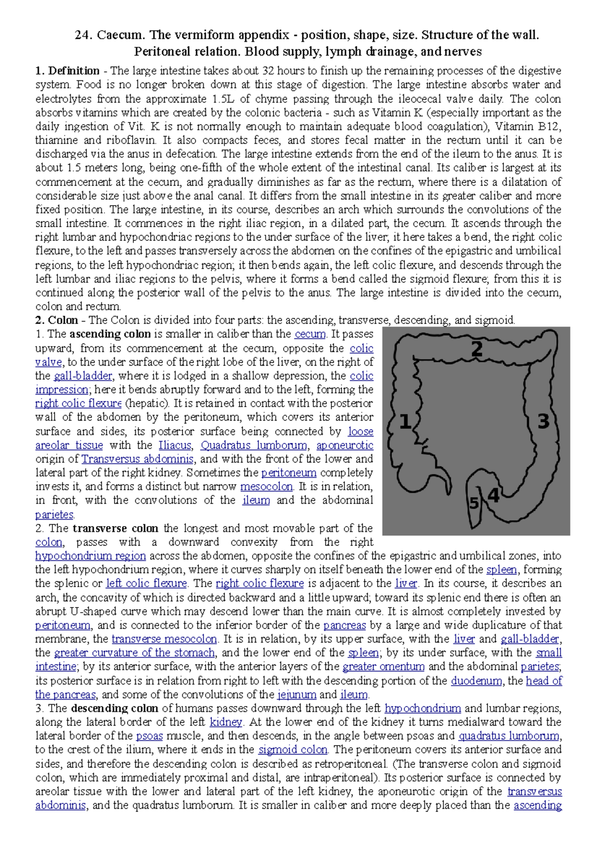 24. Large intestine - colon - 24. Caecum. The vermiform appendix ...