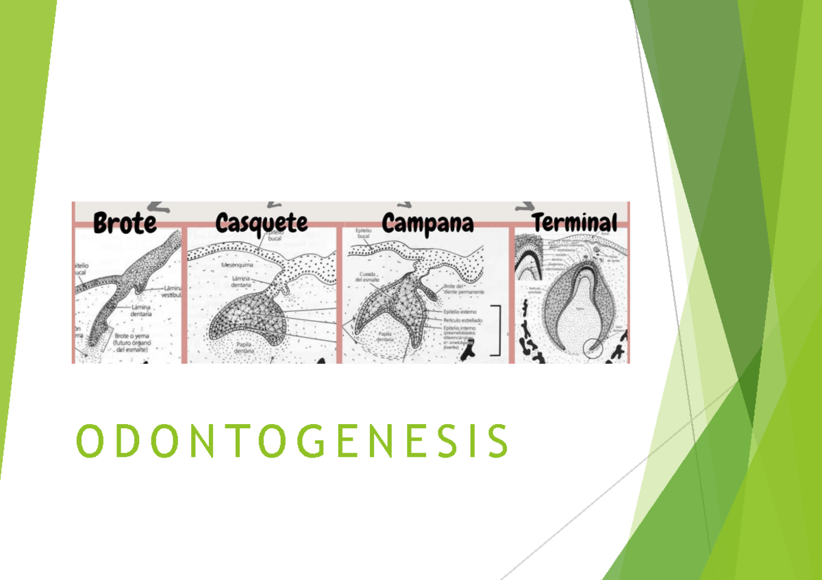 Odontogenesis - Embriologia dental - O D O N T O G E N E S I S ...