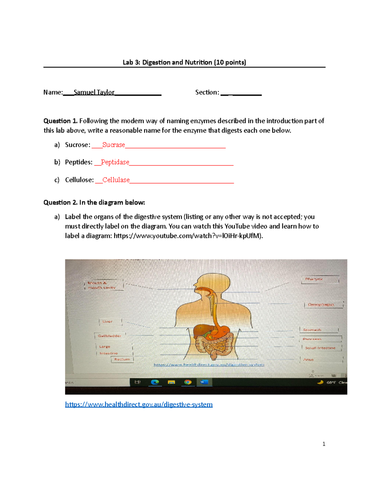 Lab 3 Animal Nutrition and Digestion - Lab 3: Digestion and Nutrition ...