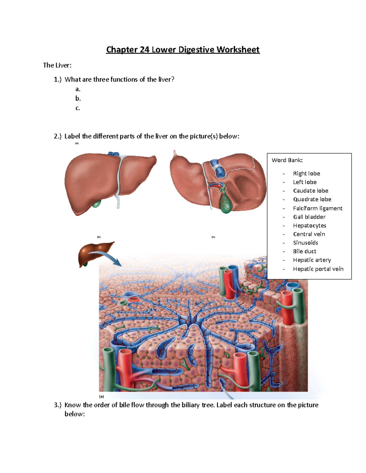 Lower digestive system worksheet - BIOS-256 - Chamberlain University ...