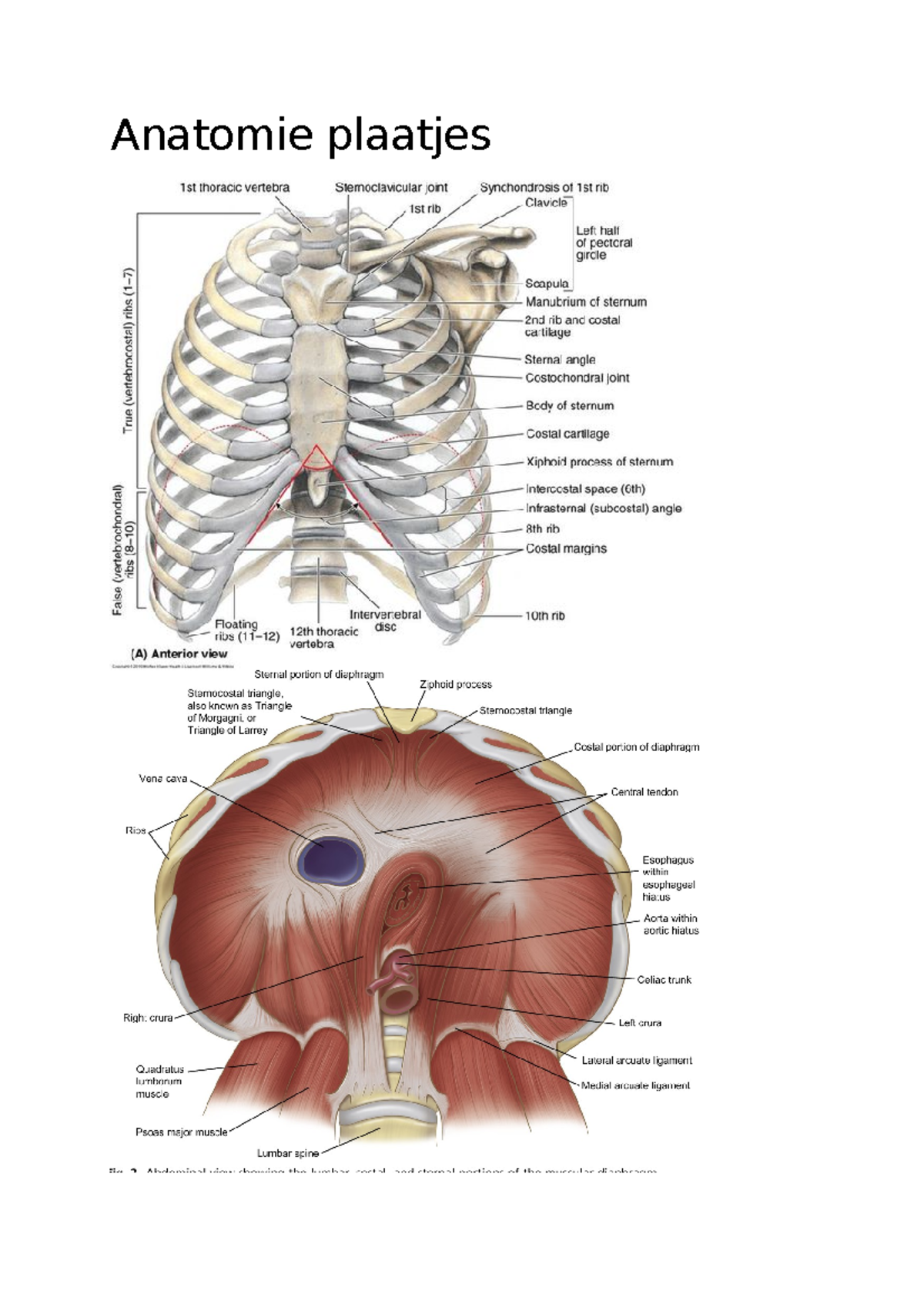 Anatomie Afbeeldingen - Circulatie en Longen (Circulation and Lungs ...
