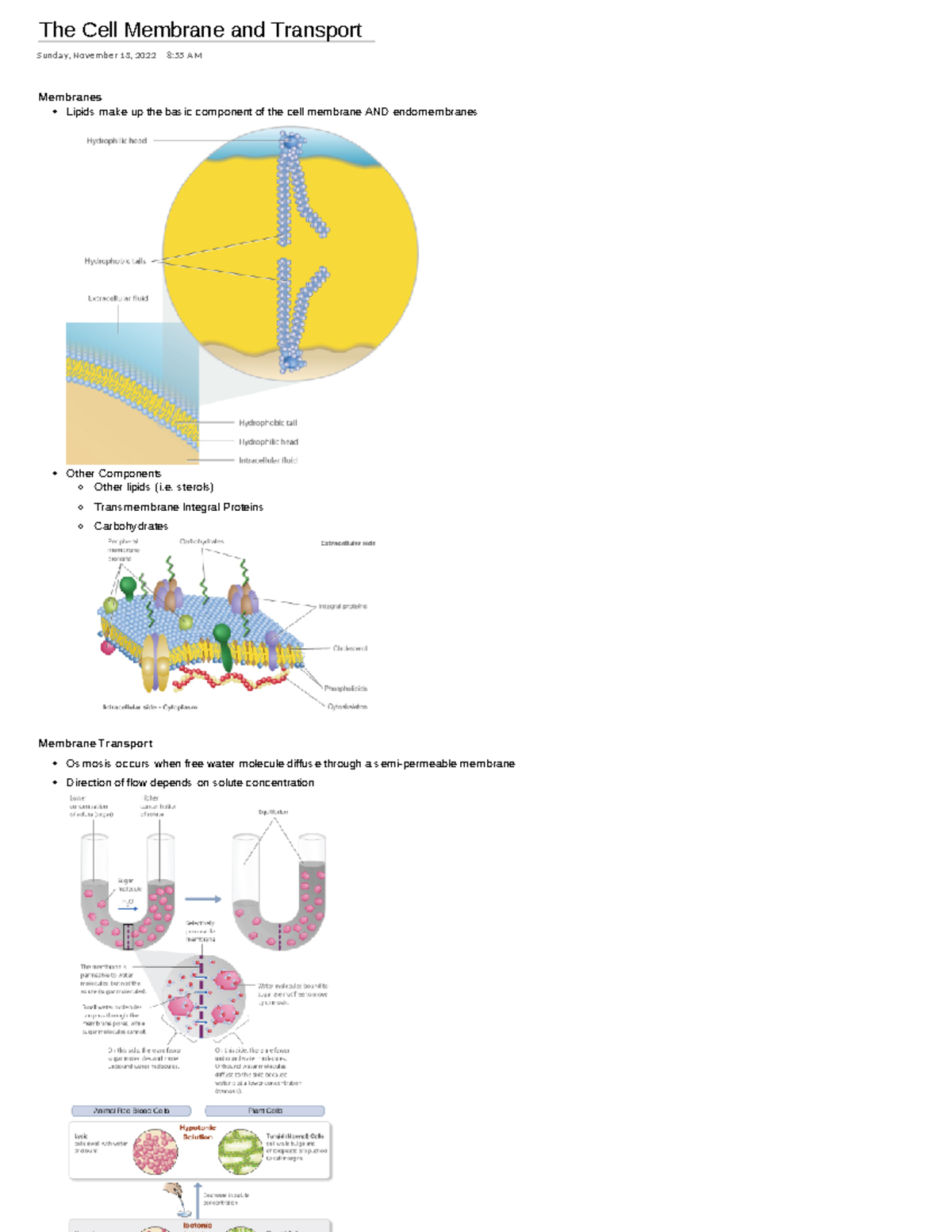 Cell Membrane and Transport - The Cell Membrane and Transport Sunday ...