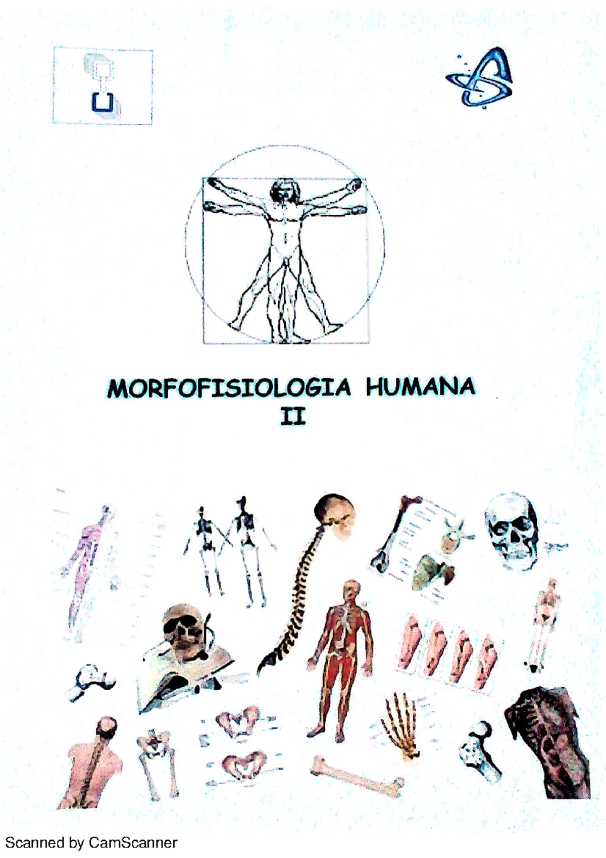 Morfofisiologia Humana II -1 - Morfofisiología - Studocu