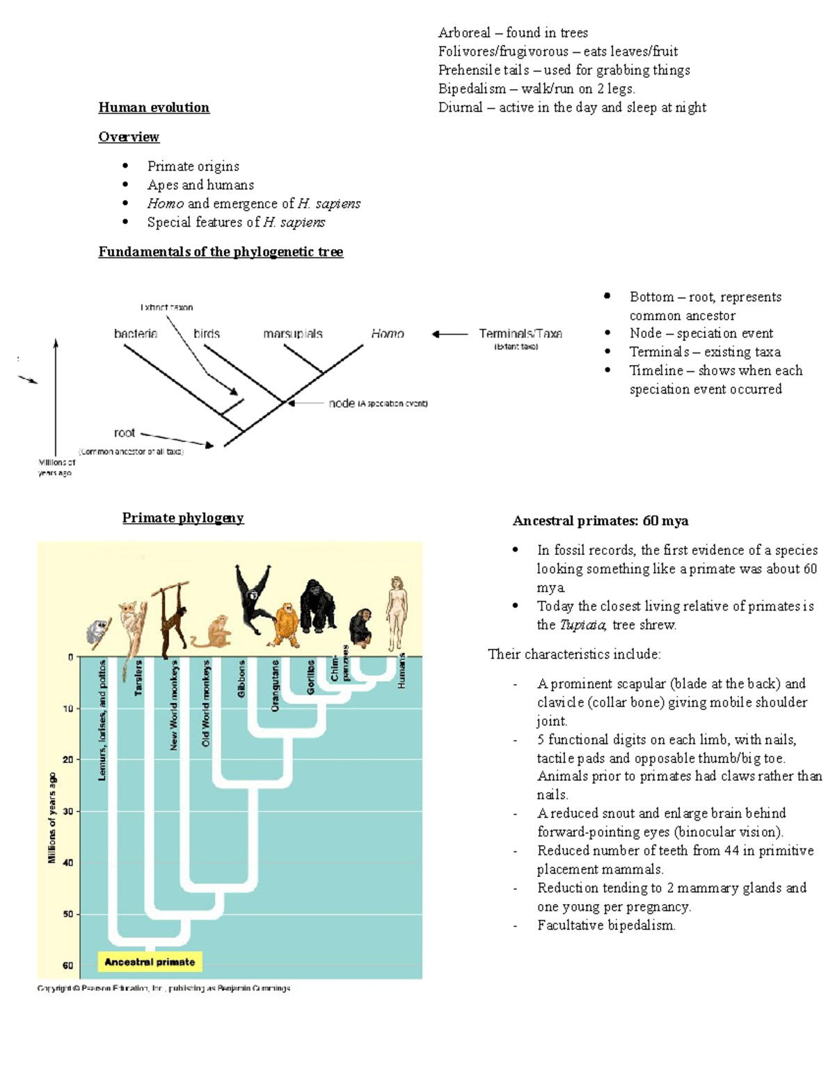 Lecture 9 - Human evolution - Human evolution Overview Primate origins ...