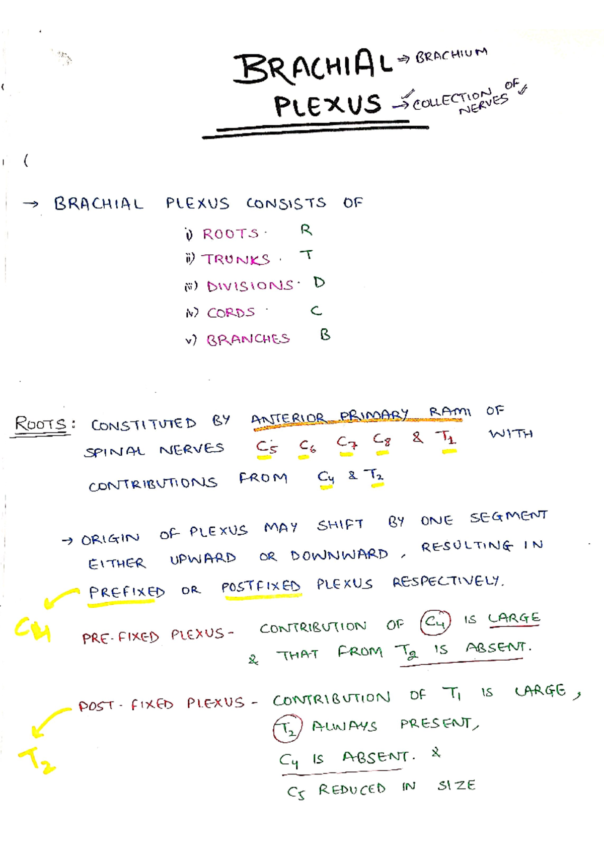 Brachial Plexus - Important topic in first year bds anatomy - BDS - Studocu