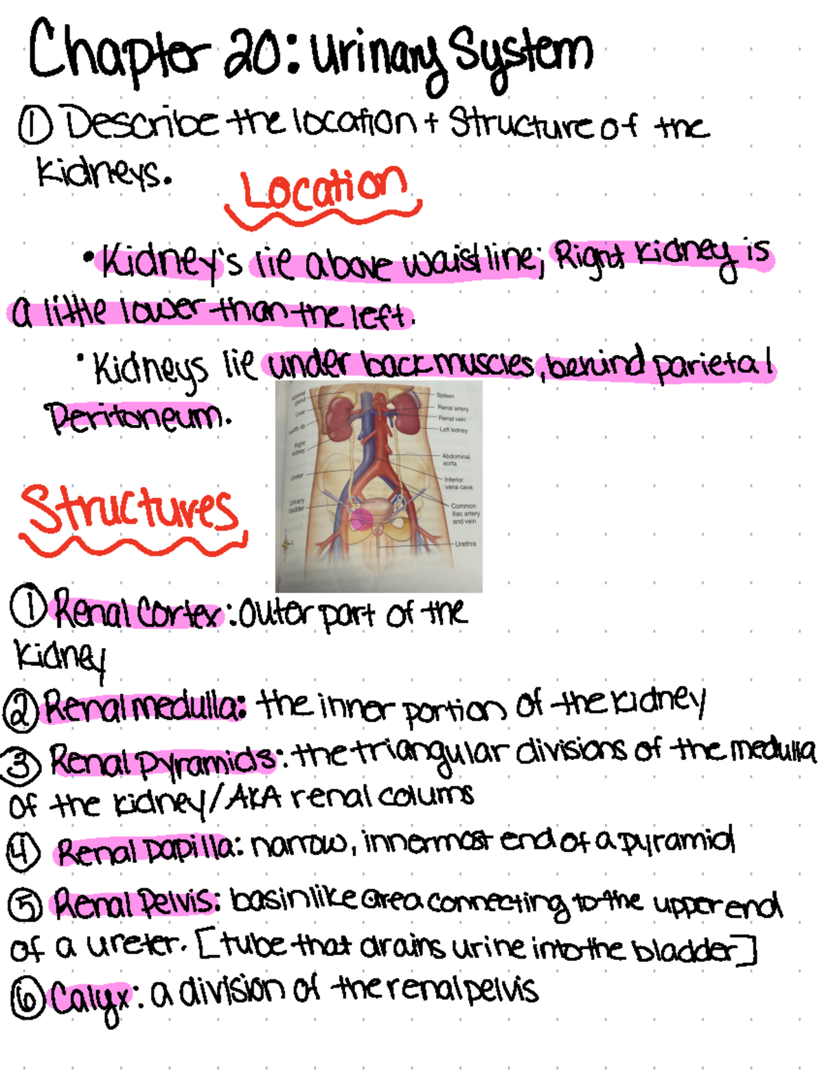 Bio urinary system - Chapter 10 - Chapter 20 urinarysystem Describe the ...
