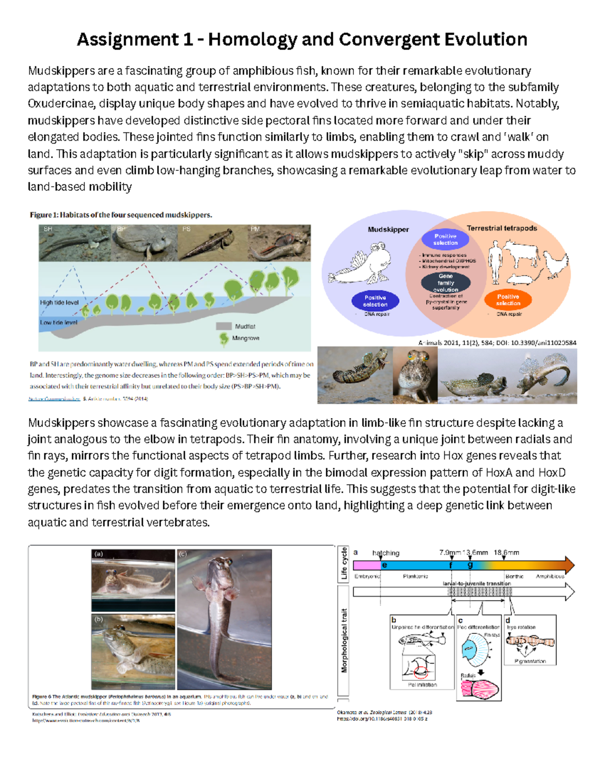Assignment 1 - Mudskippers - Assignment 1 - Homology and Convergent ...