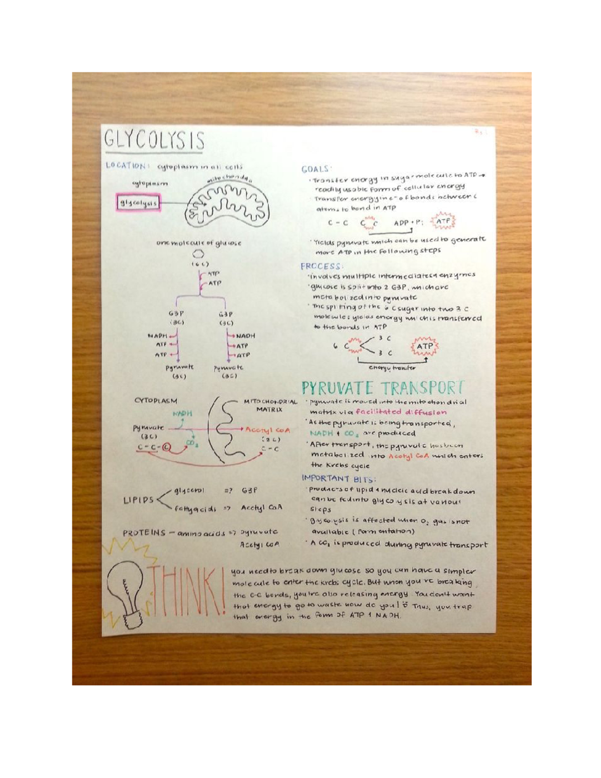 AP Biology-Macromolecules - BIO 150 - Studocu