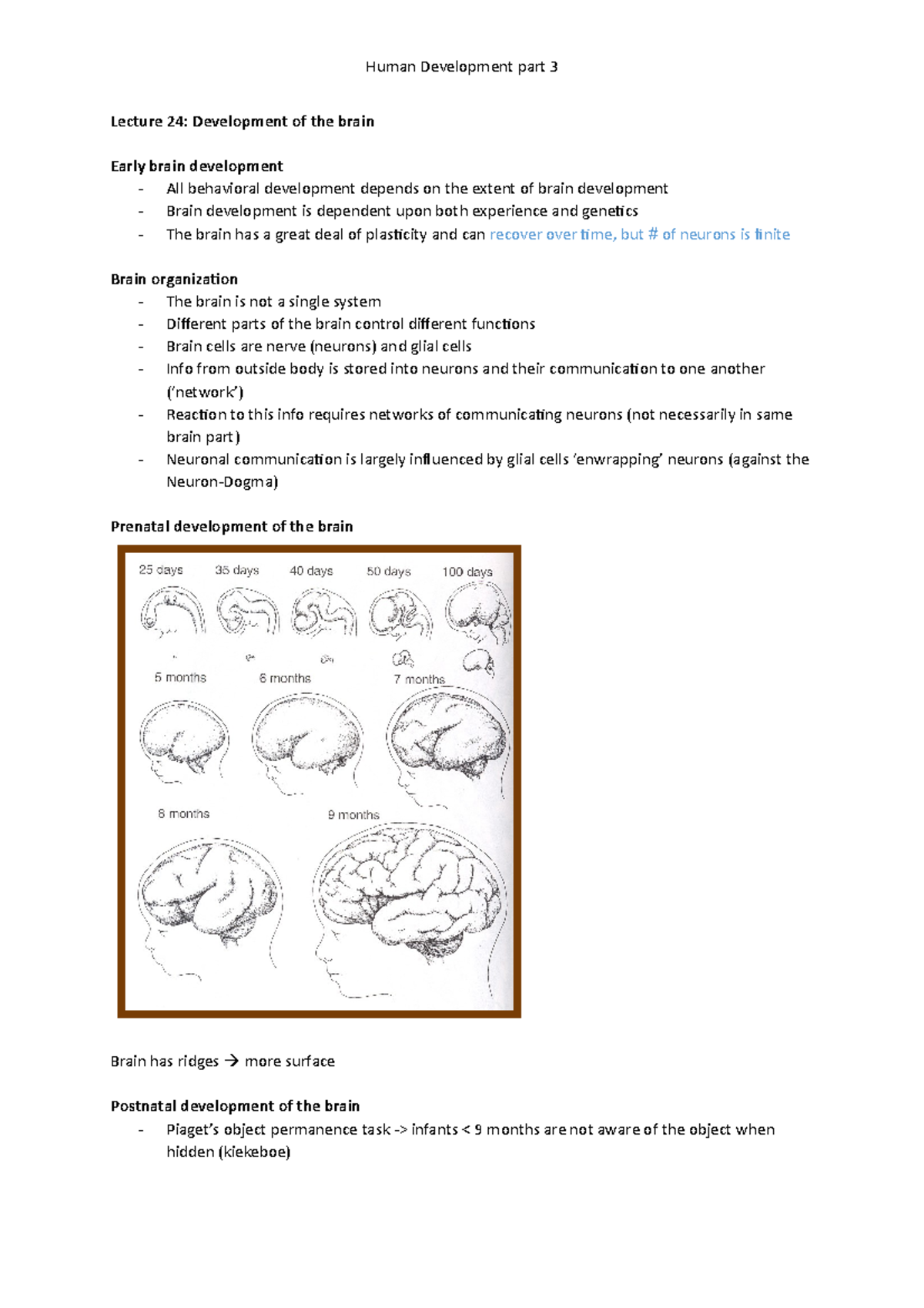 Lectures HD part 3 - Lecture notes - Lecture 24: Development of the ...