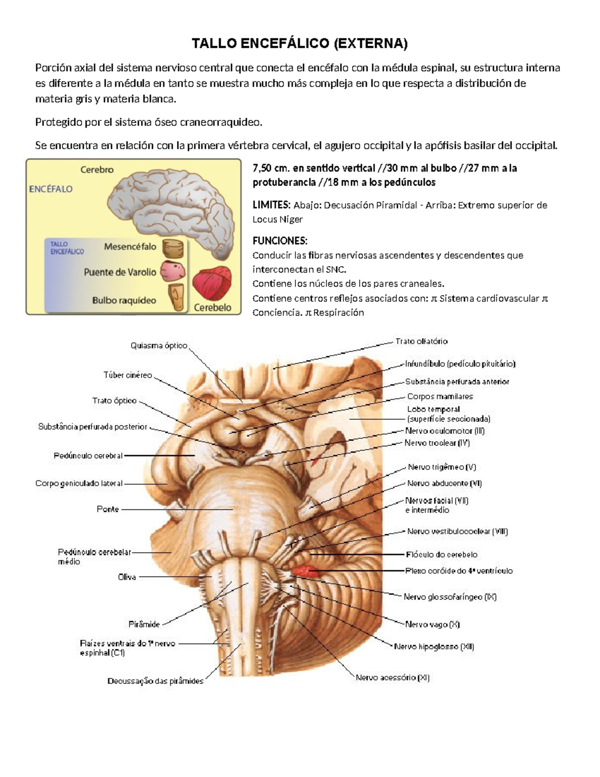 Tallo Encefálico - TALLO ENCEFÁLICO (EXTERNA) Porción axial del sistema ...