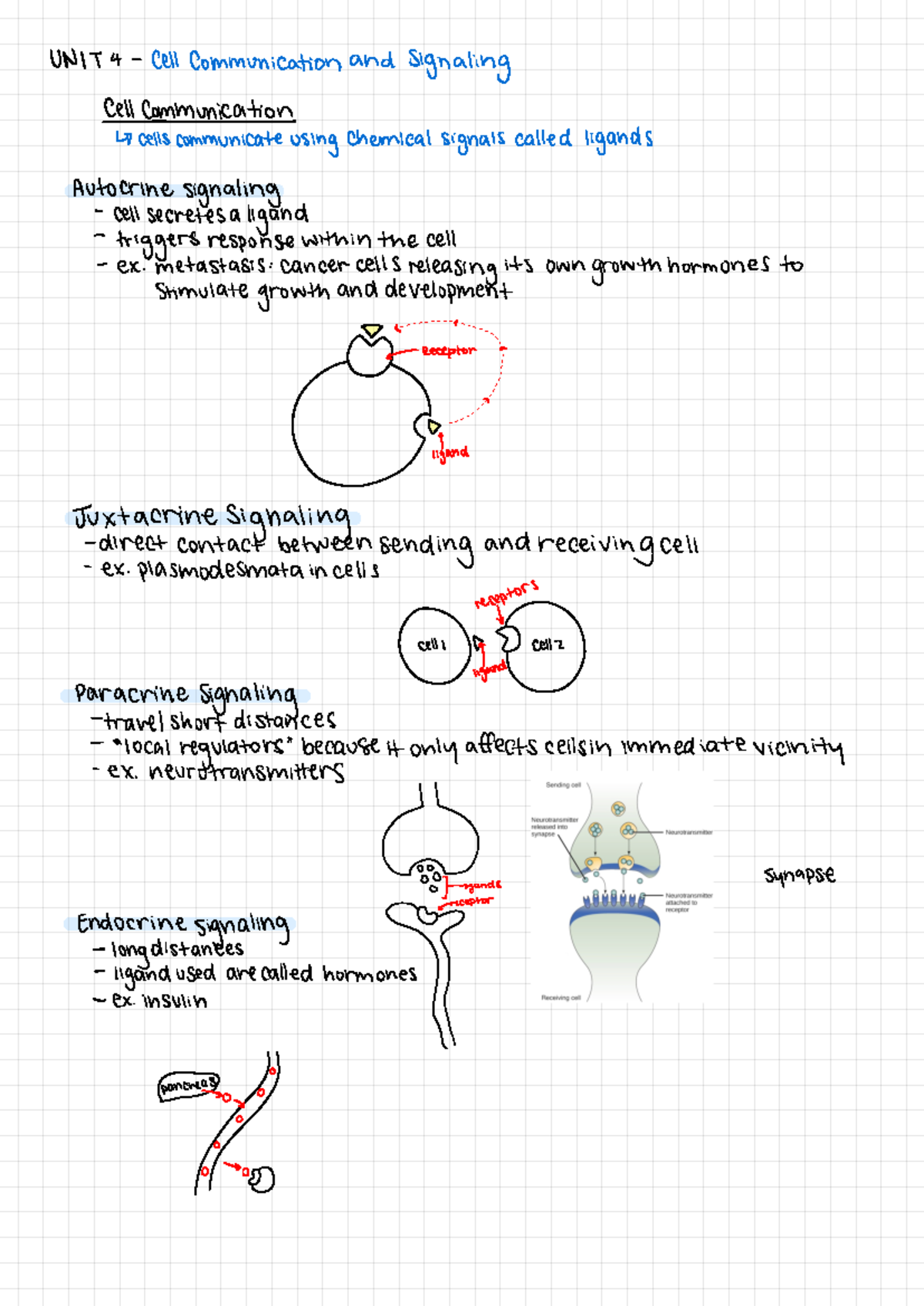 AP BIO - Types of Cell Signaling - UNIT4-cell Communication and ...