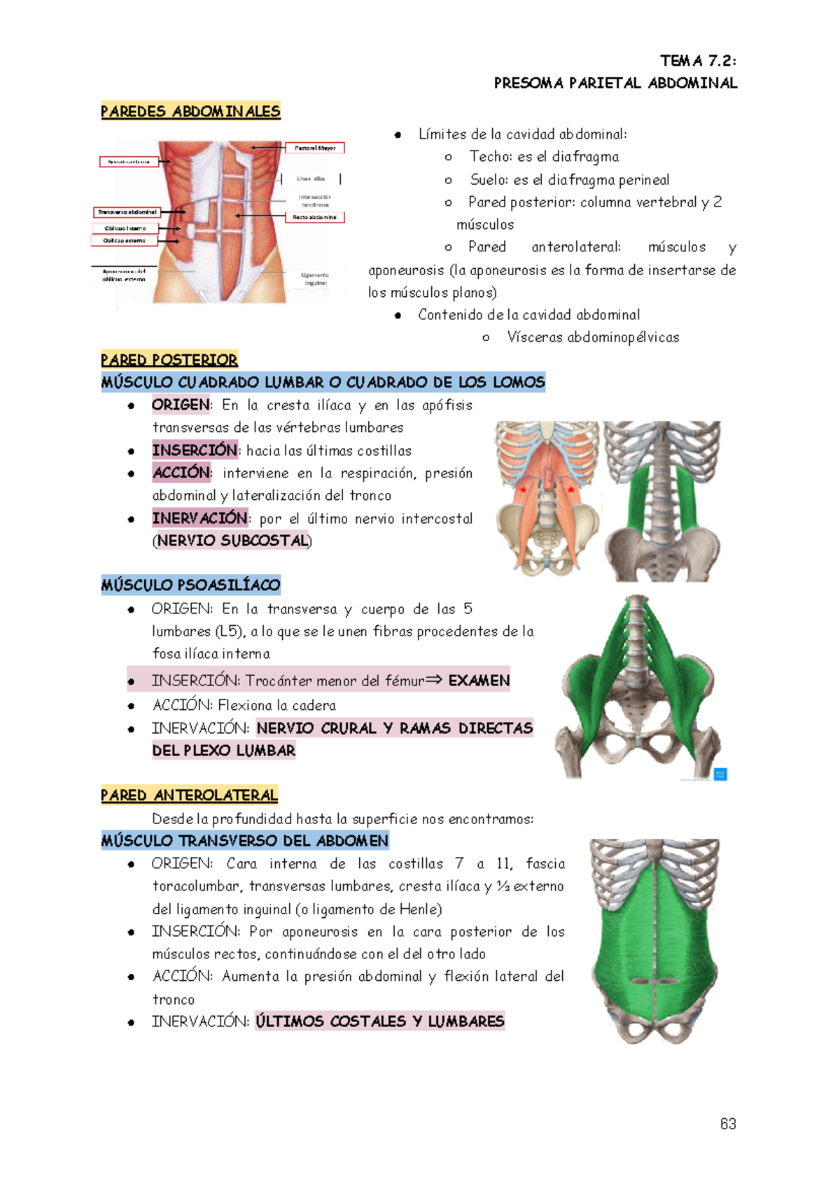 Anato T7.2 - TEMA 7: PRESOMA PARIETAL ABDOMINAL PAREDES ABDOMINALES ...