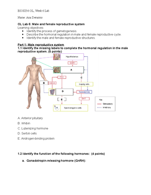 Week 1 Case Study BIO 256 - Week 1 Case Study: The Upper GI 1 the path that a bolus of food ...