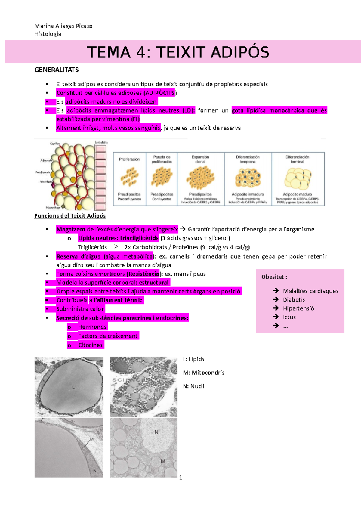 Tema 4: teixit adipós - Histología 1 - UAB - StuDocu